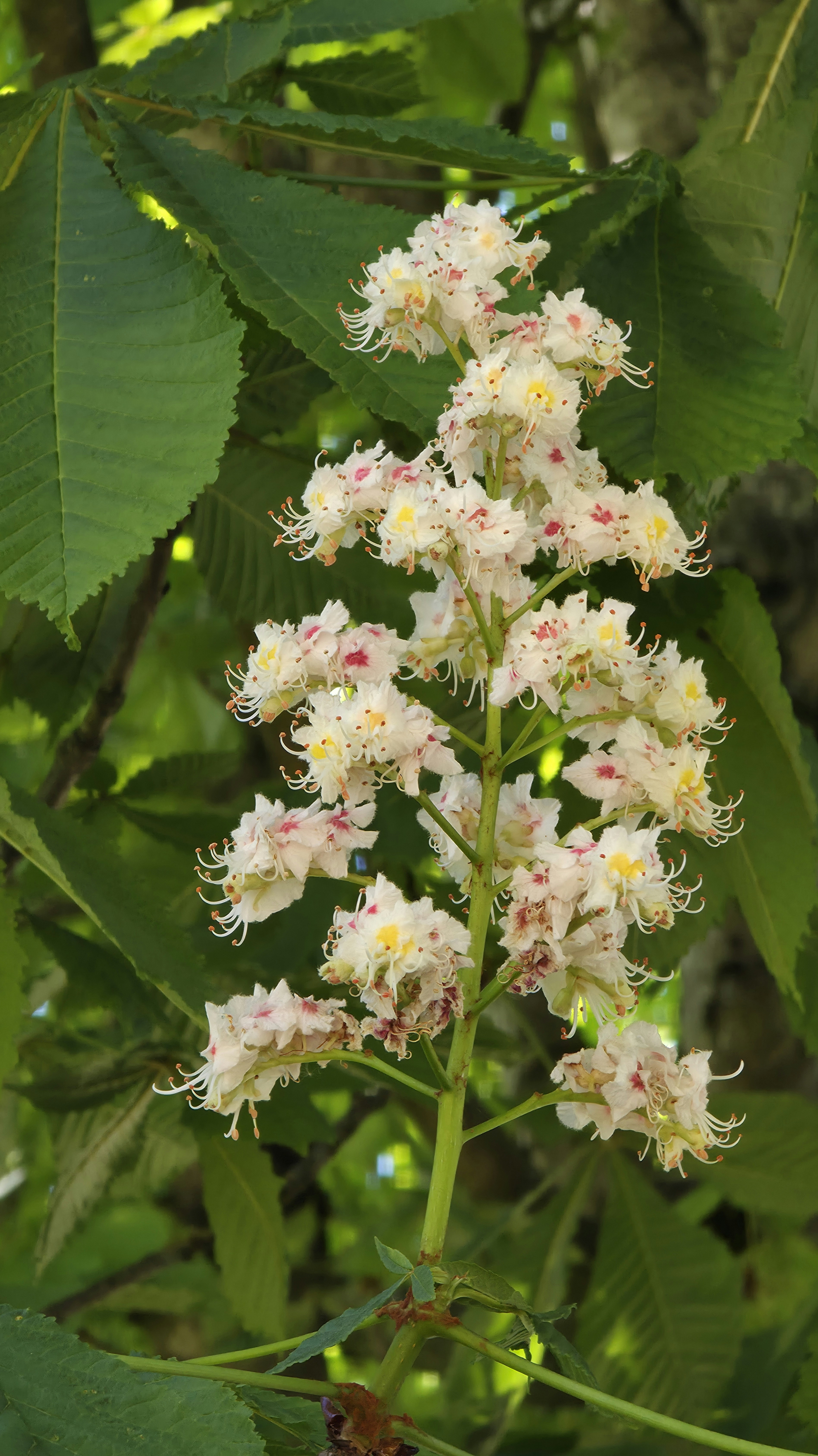 White lace blossoms rise along a mossy green stem