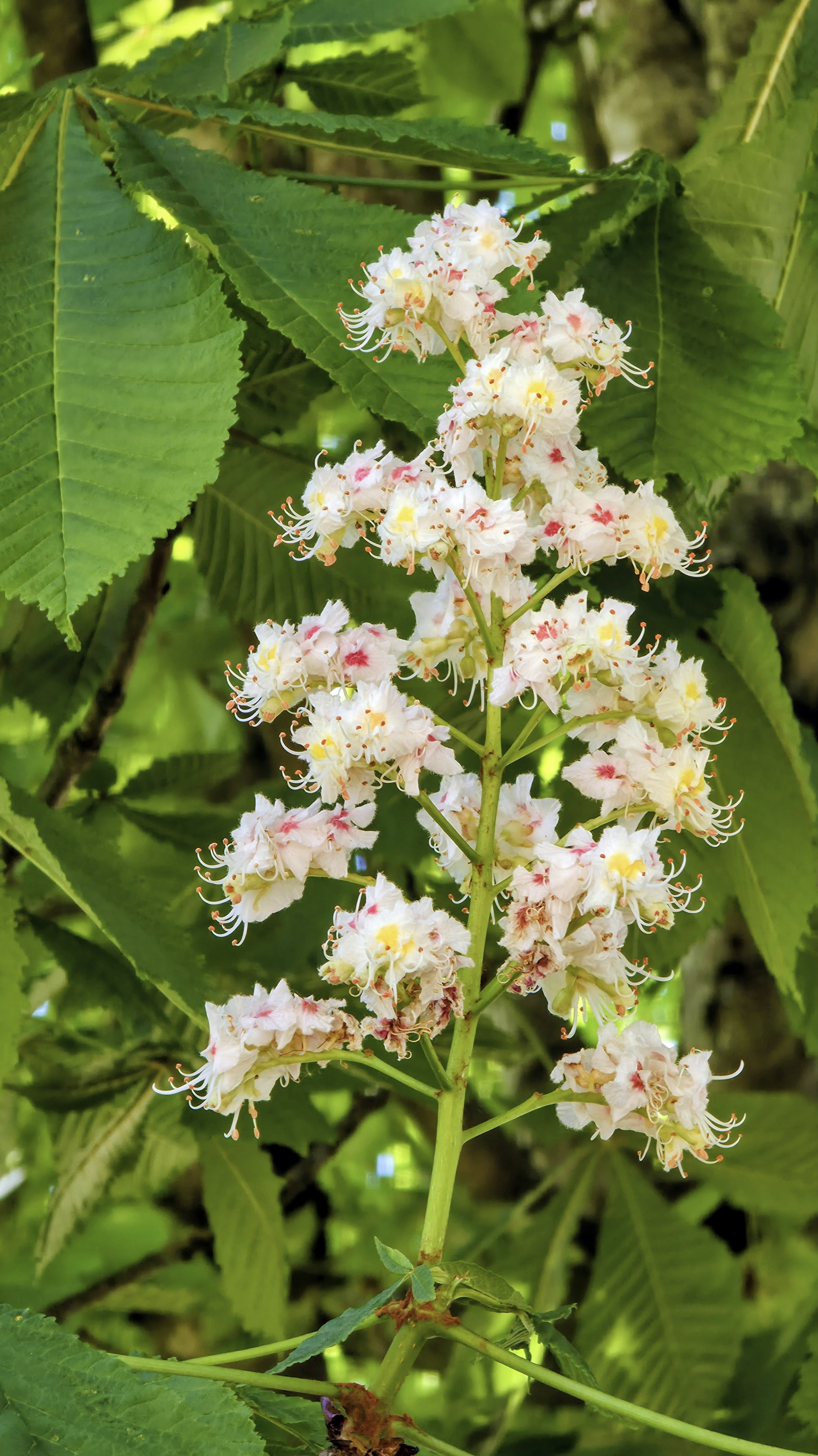 Cluster of delicate pale-pink blossoms on a tall green stalk amid glossy leaves
