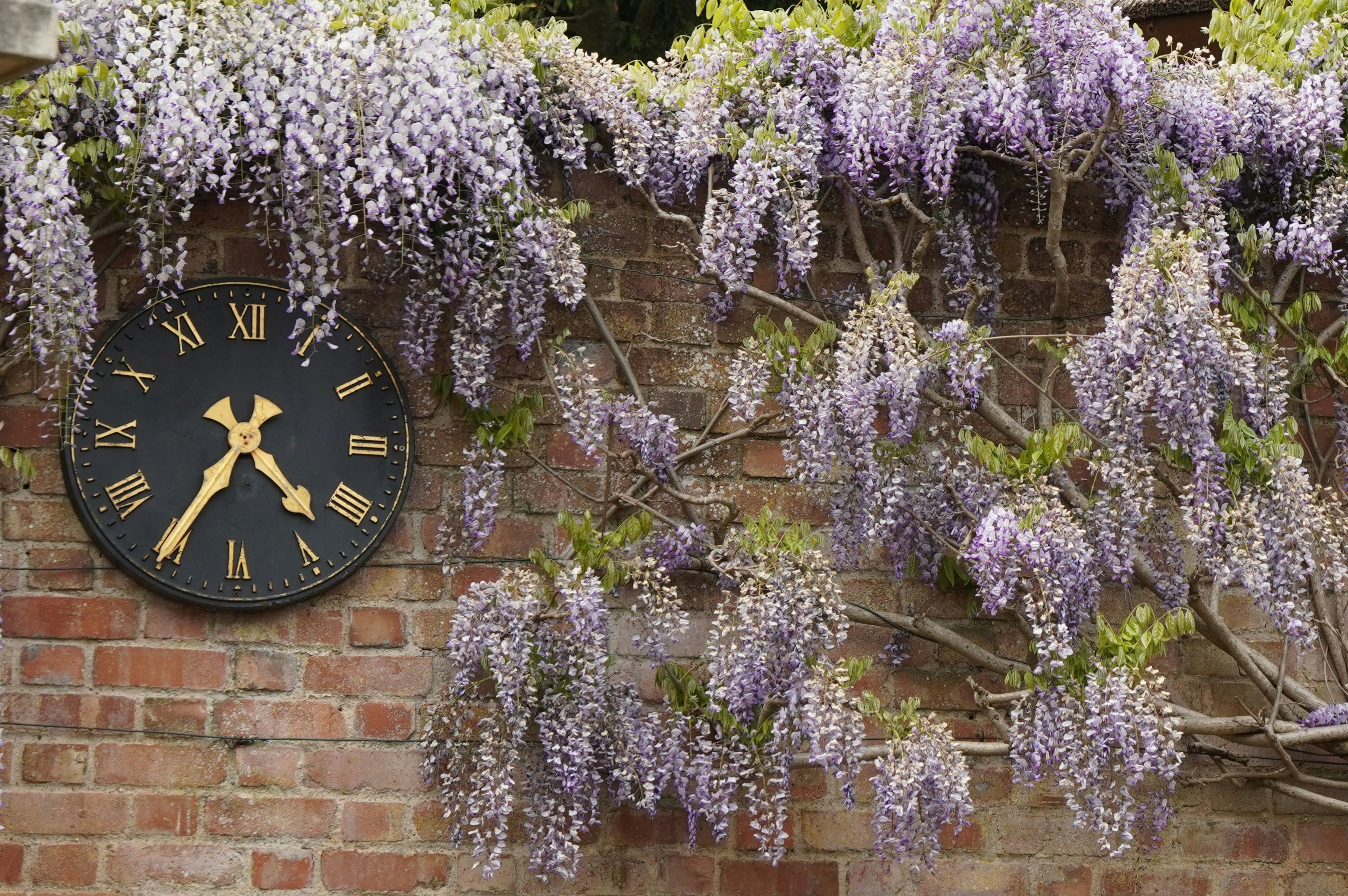 Blooming Clock Wall: Cascading Wisteria Over an Antique Brick Face