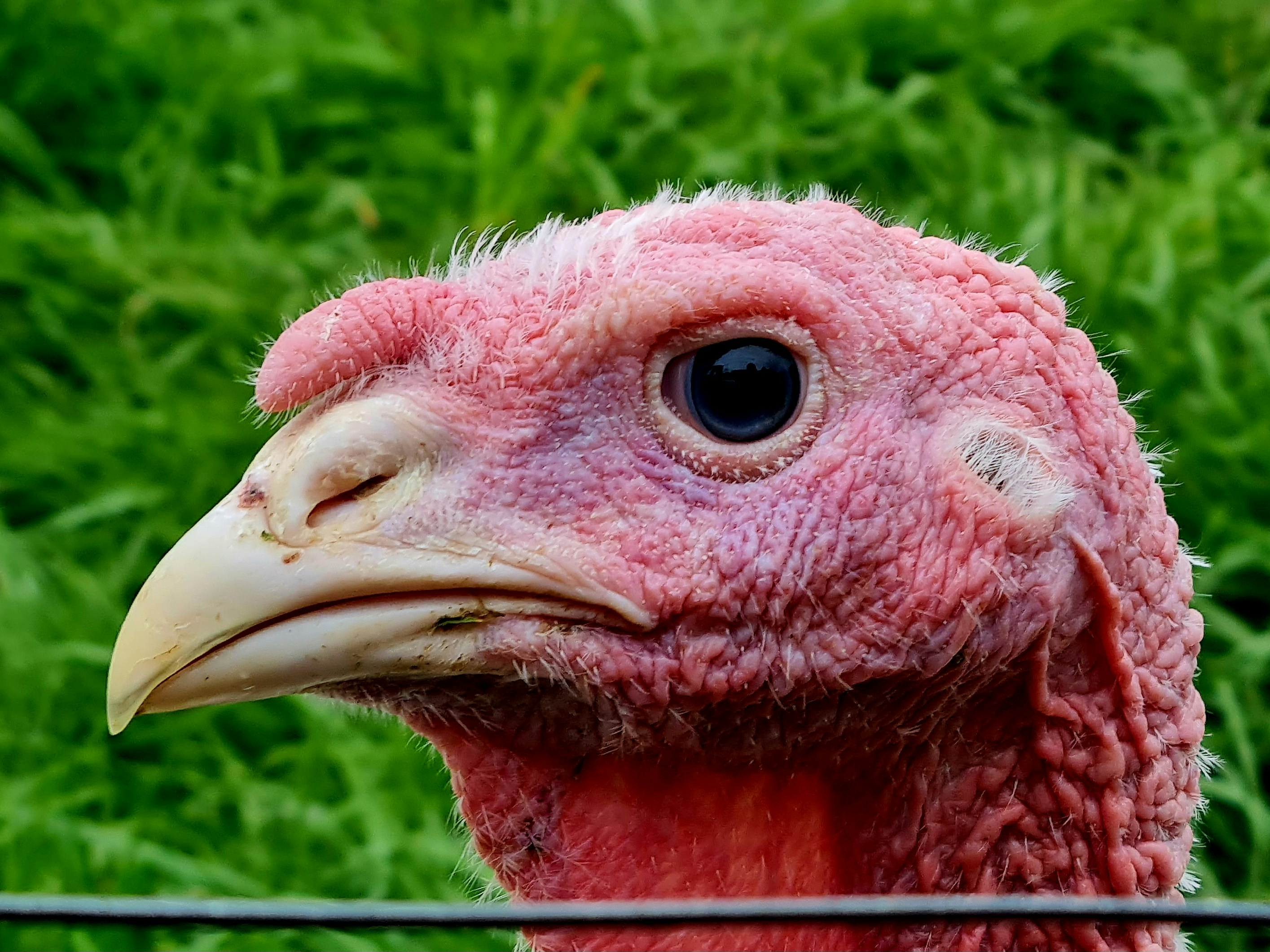Close-Up Grace: A Pink-Feathered Portrait in Green