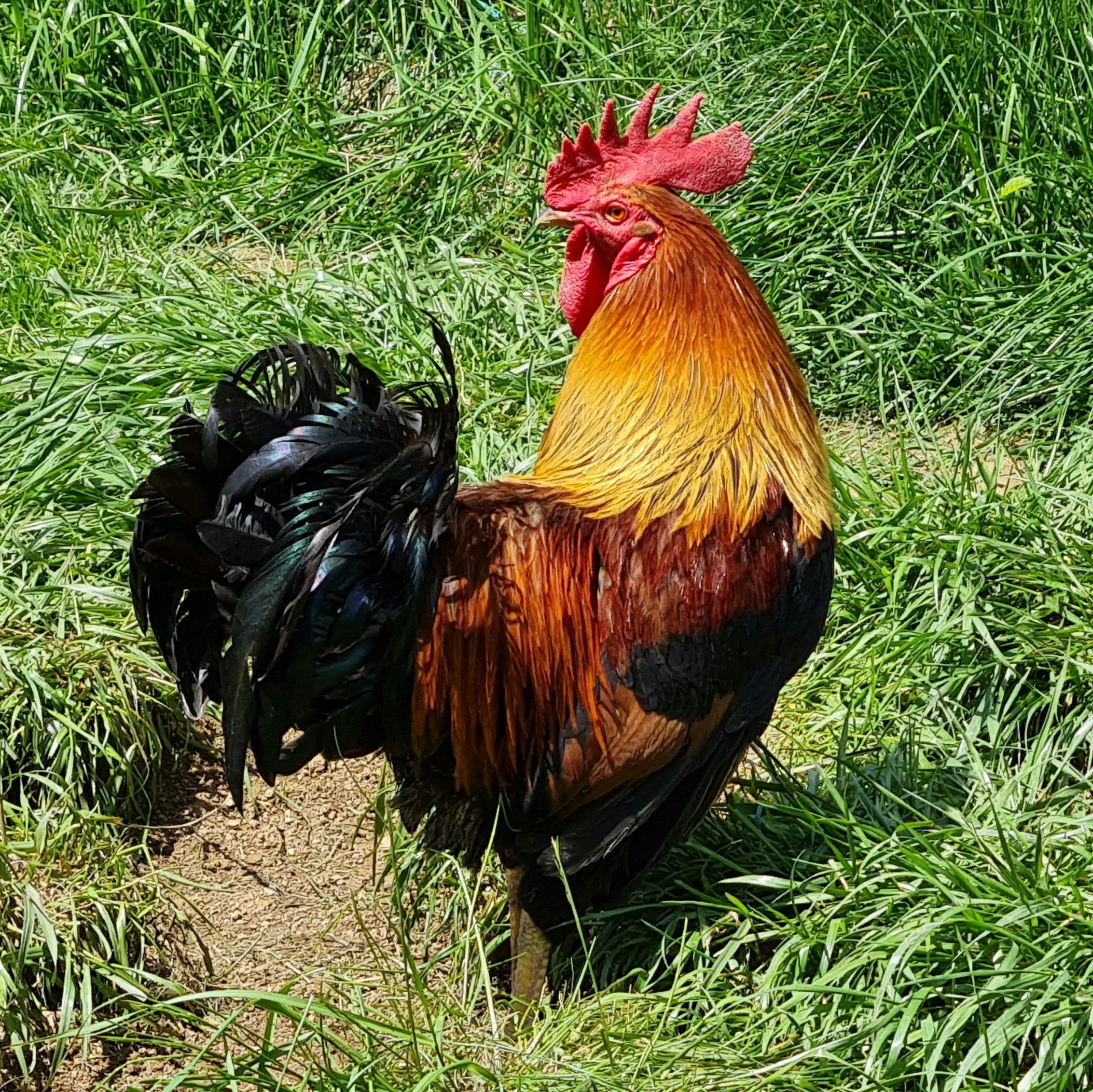 Sunlit Rooster in Verdant Grass