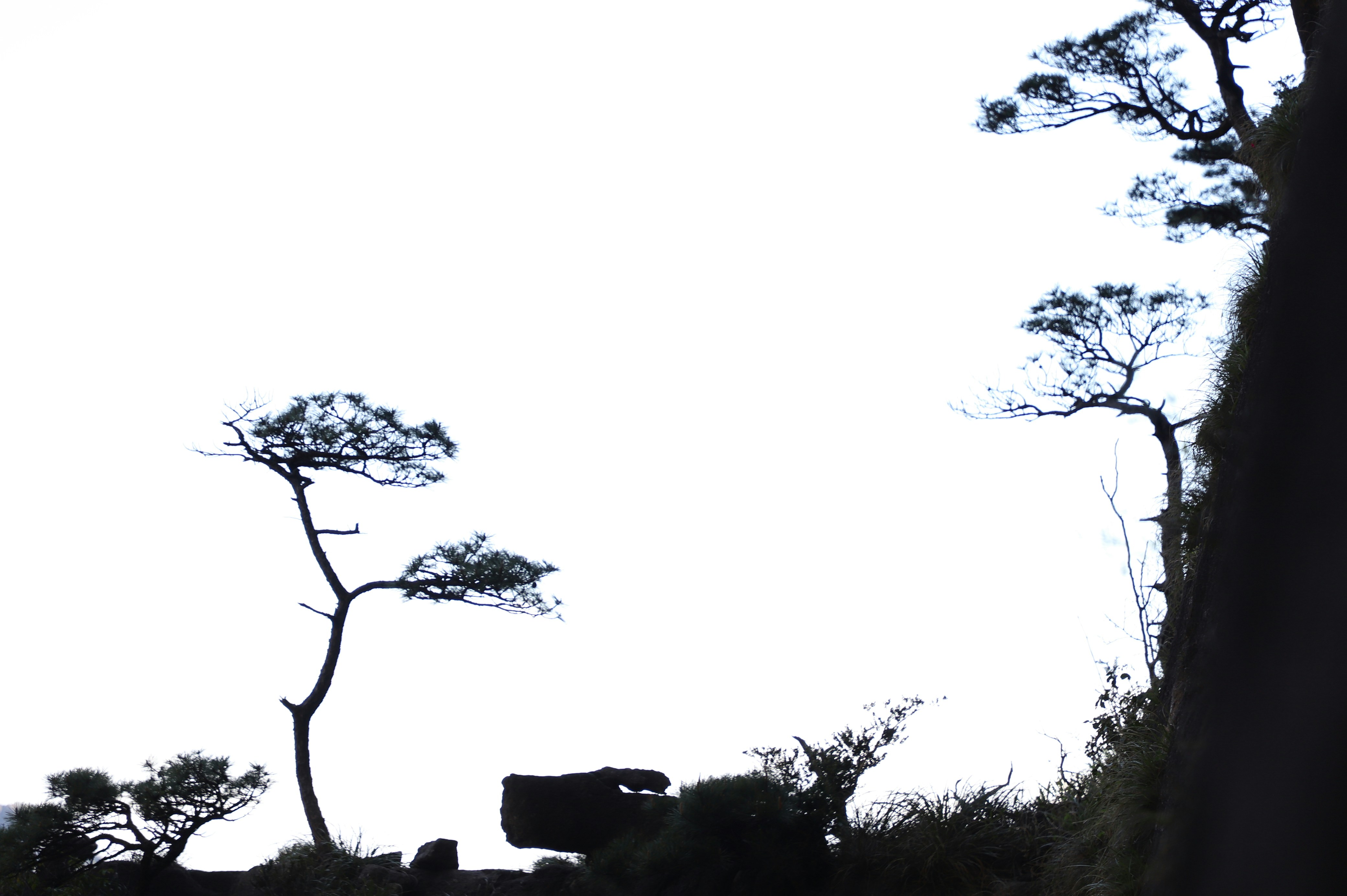 Silhouette at Dusk: A Lone Rooftop of Trees on a Cliff Edge
