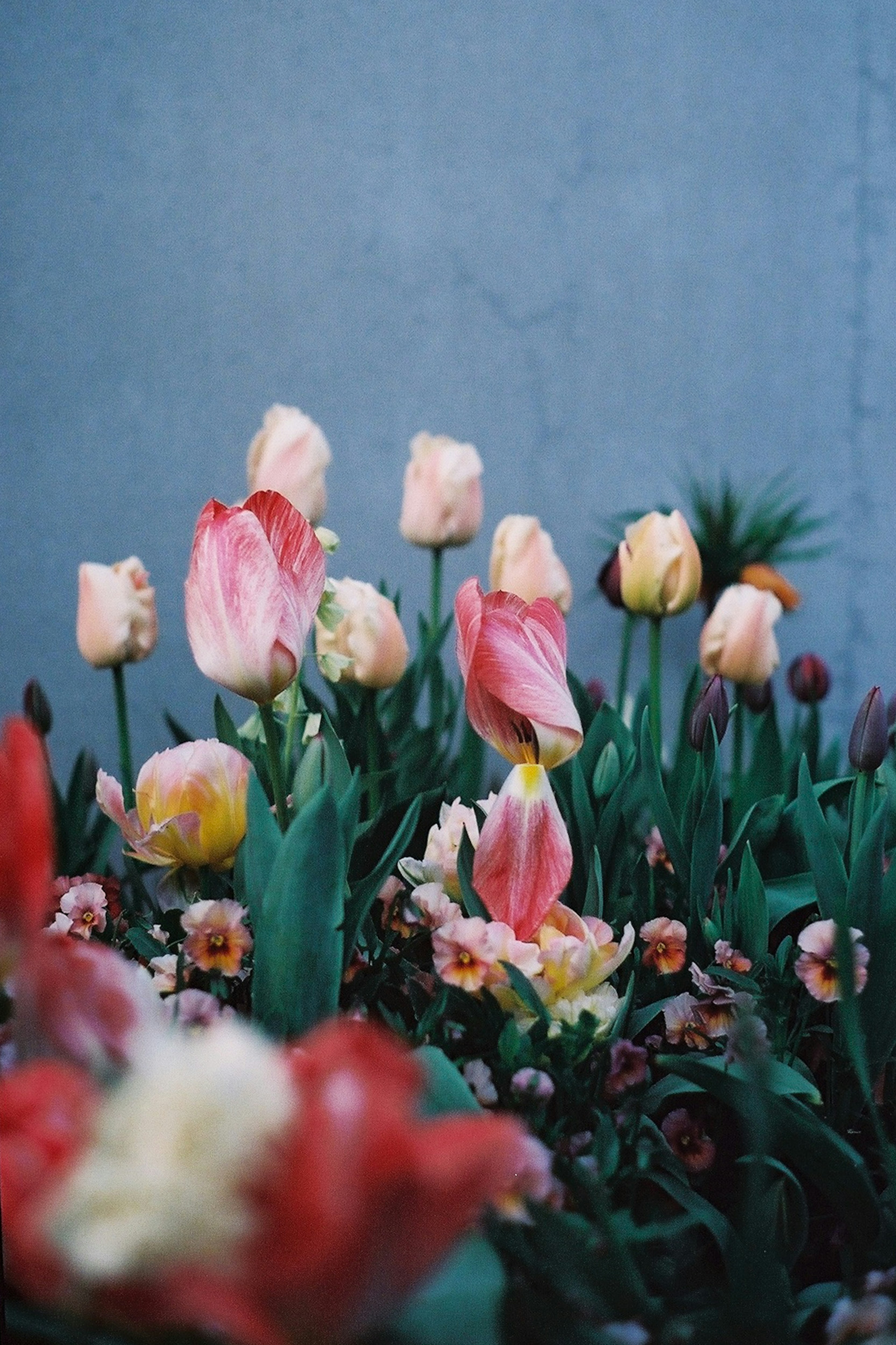 Pink Tulips in a Garden Bed Against a Soft Blue Wall