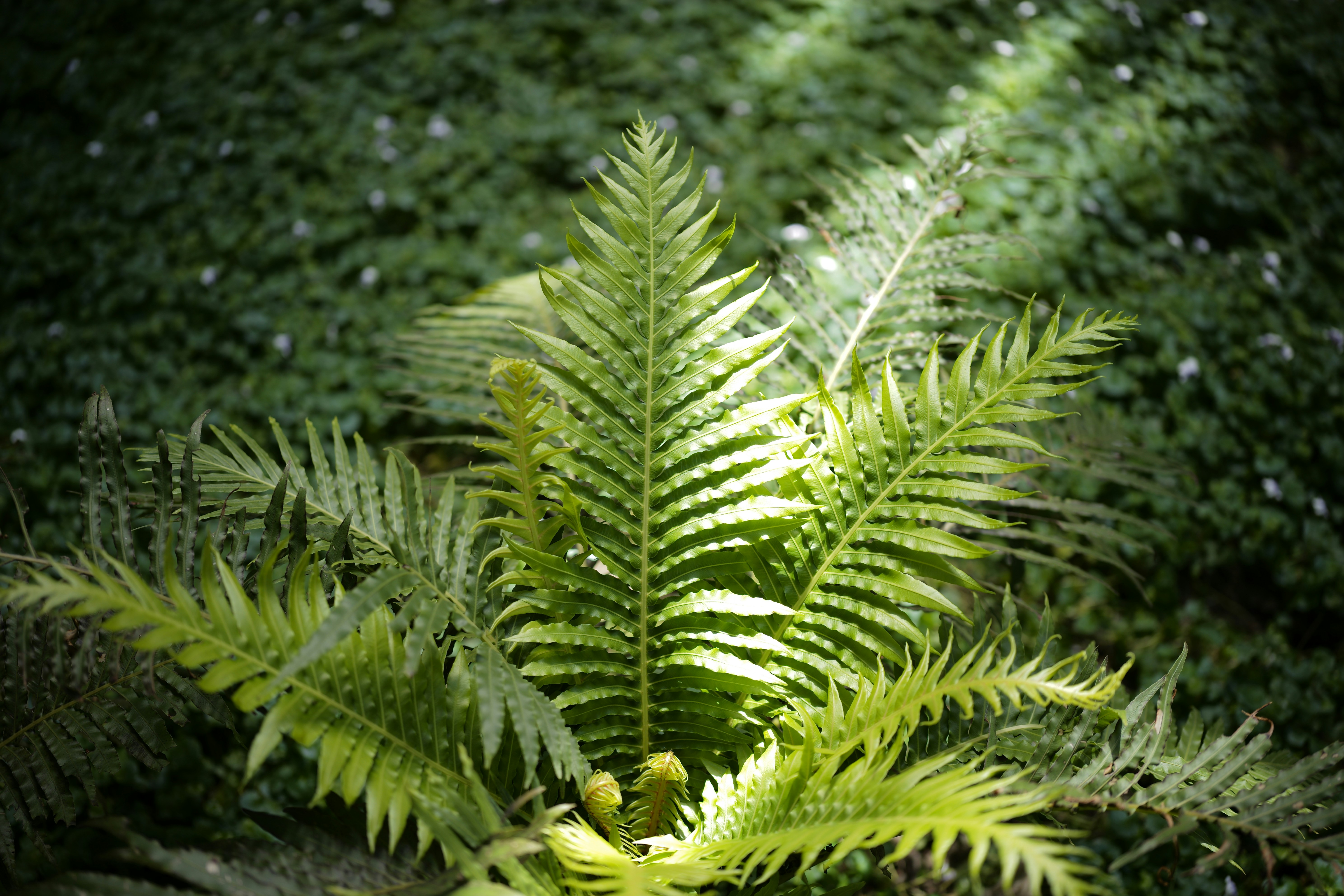Emerald Fern Flame: Centered Fronds in Dappled Shade