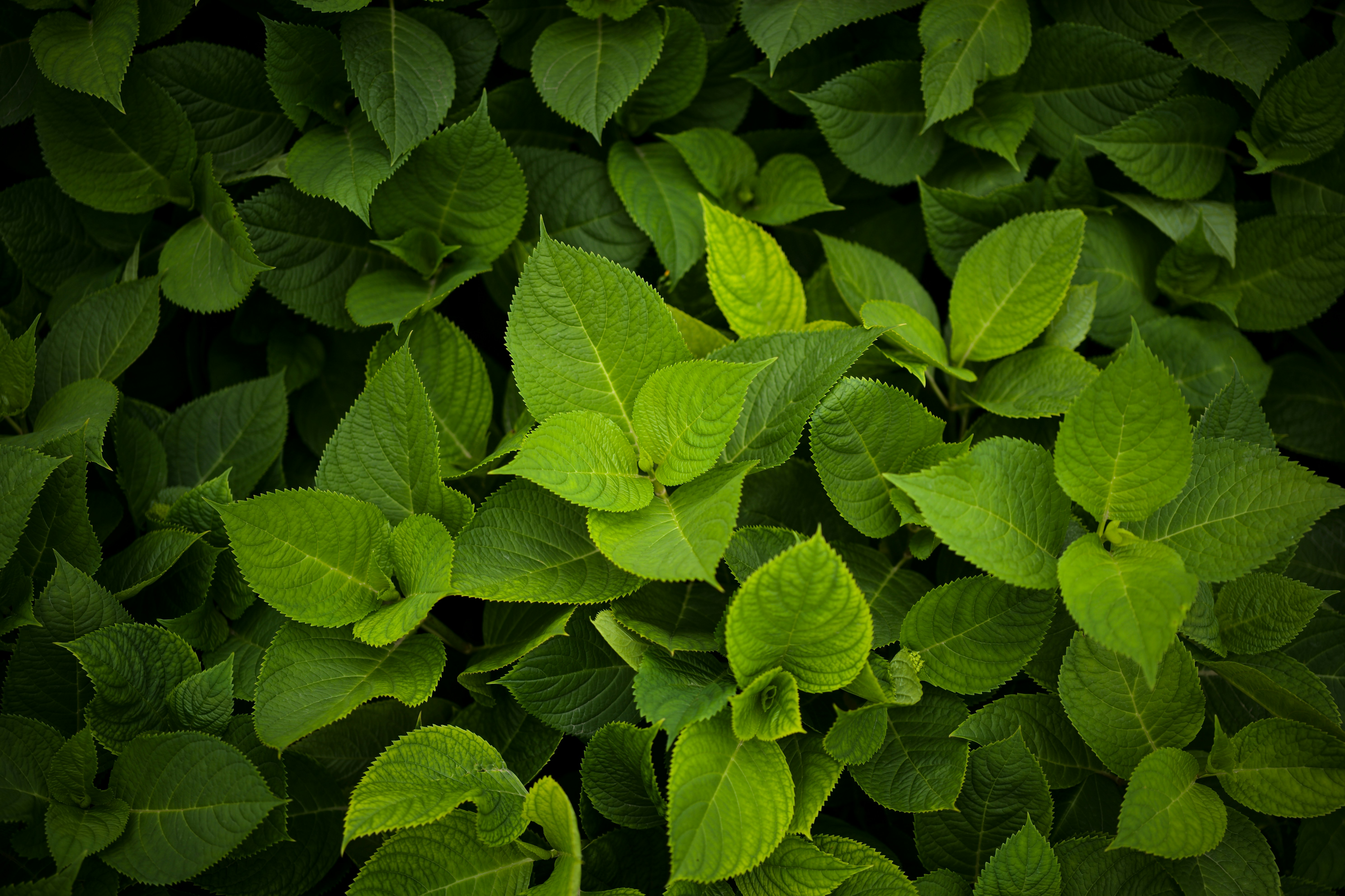 Vibrant Green Canopy: Fresh Leaves in a Dense Foliage Patch