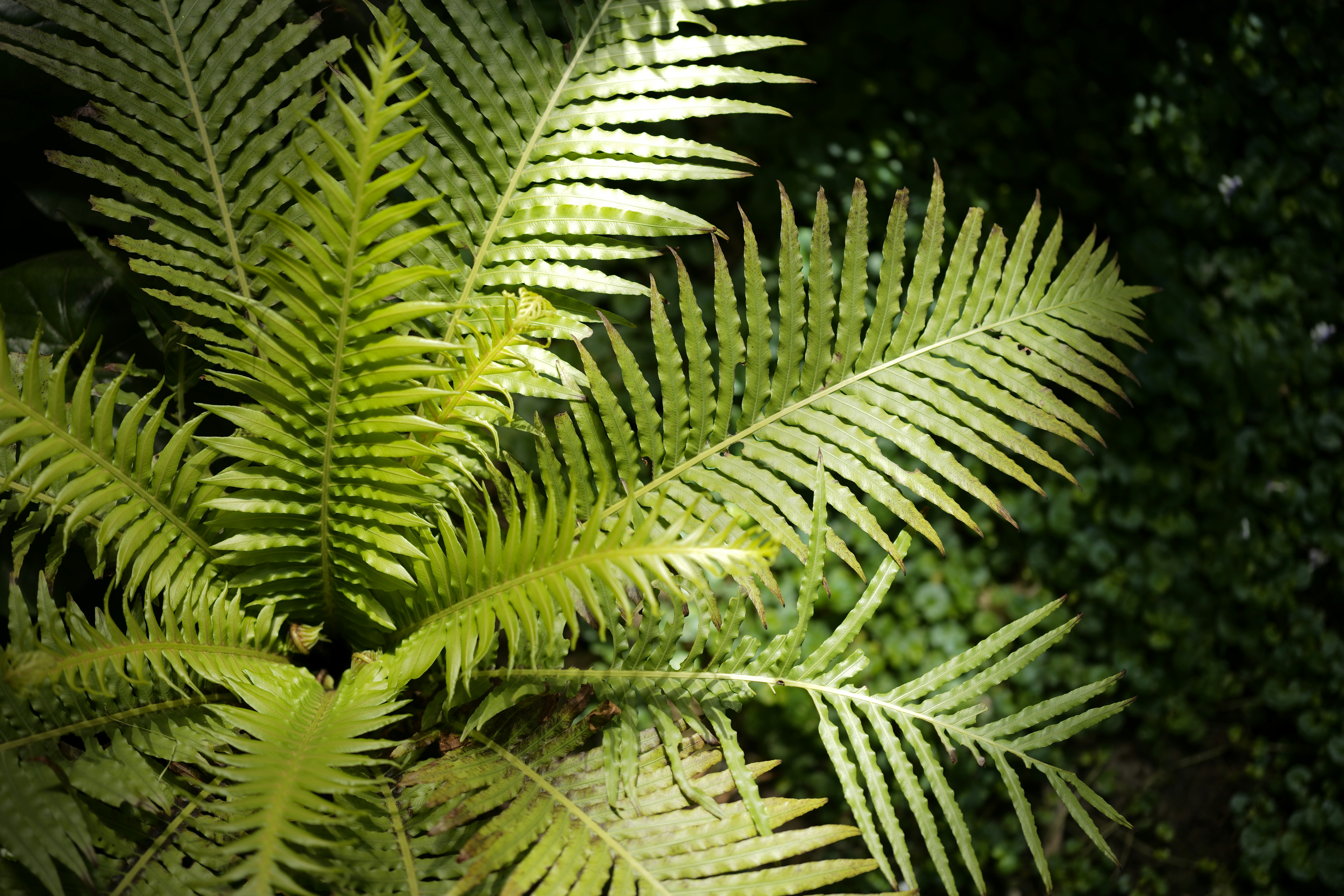 Sunlit Fern Fronds: a Green Tangle in Focus