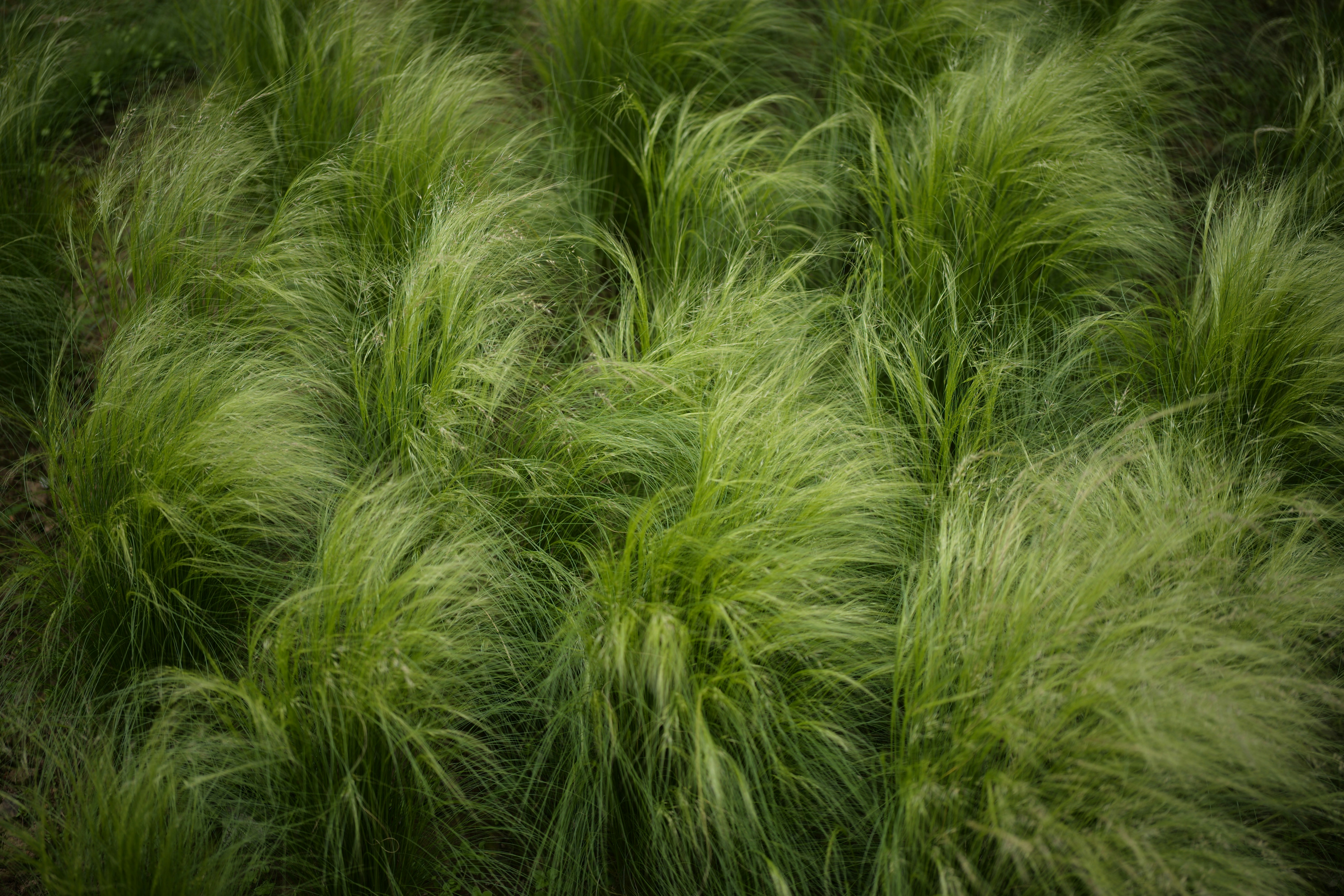 Waves of Green: tufts of ornamental grass in soft motion