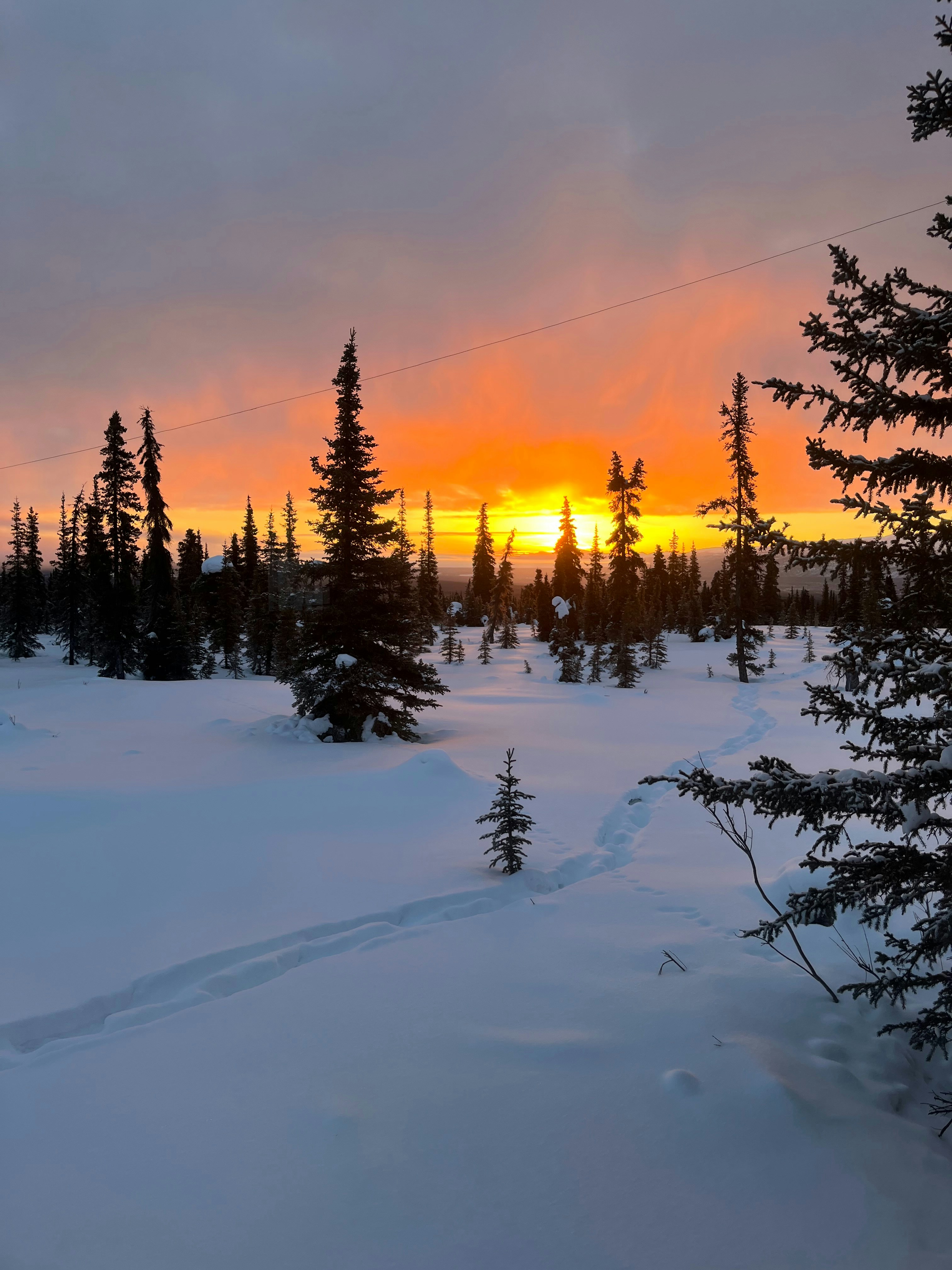 Sunset Over Snowbound Pines: A Frozen Horizon