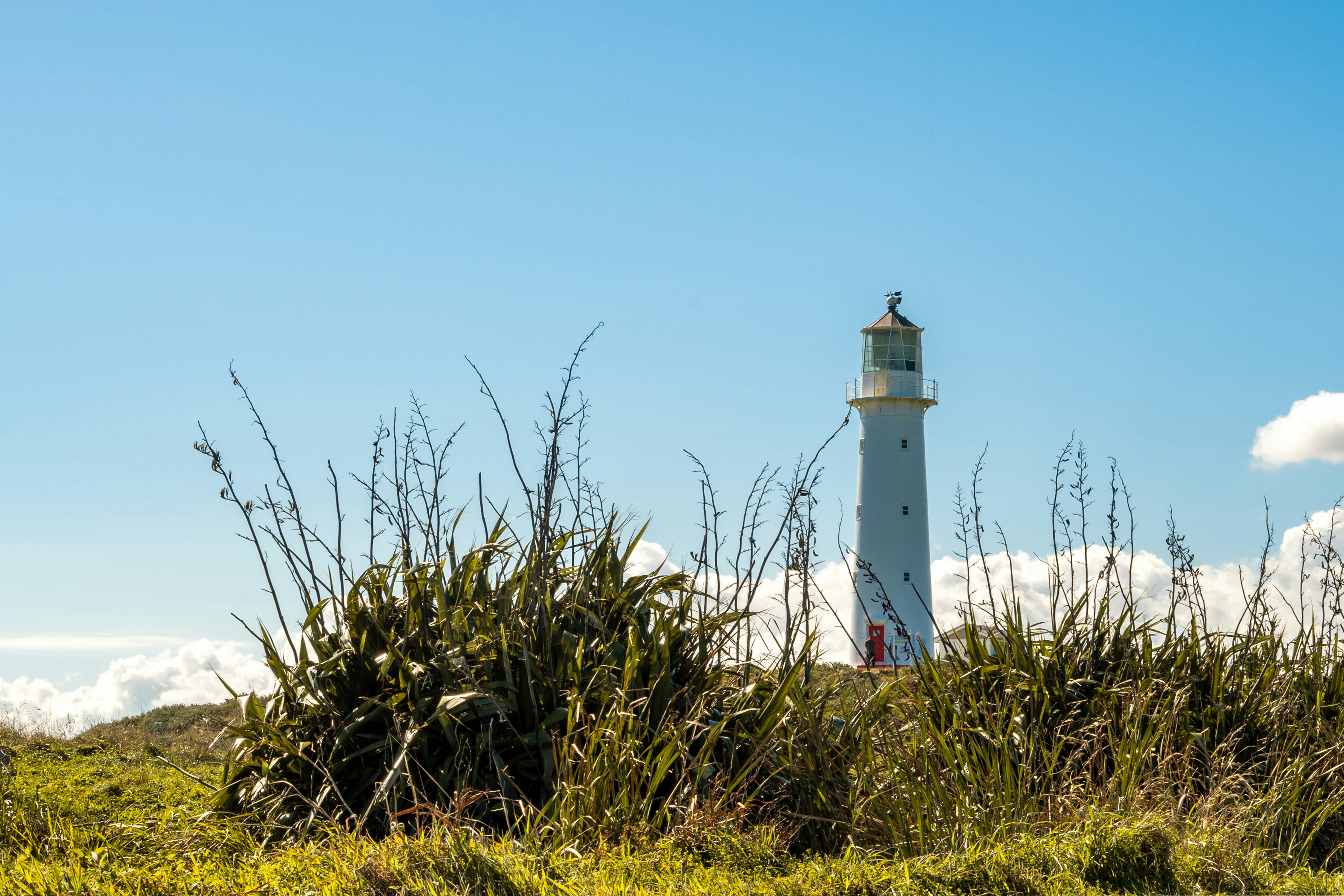 Lighthouse Quiet in the Coastal Meadow