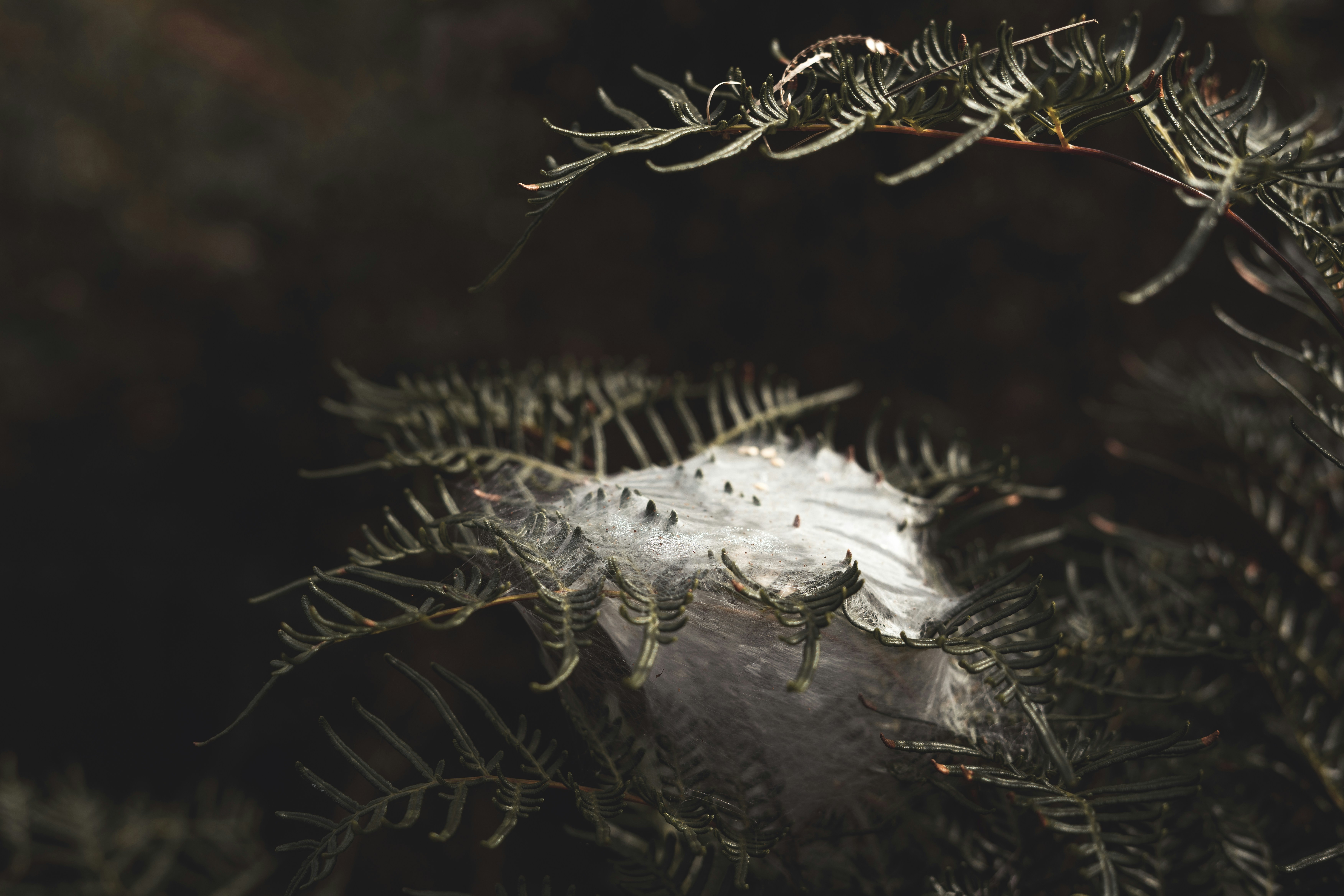 Snowy Fern Veil: A Quiet Moment in Dim Forest Light