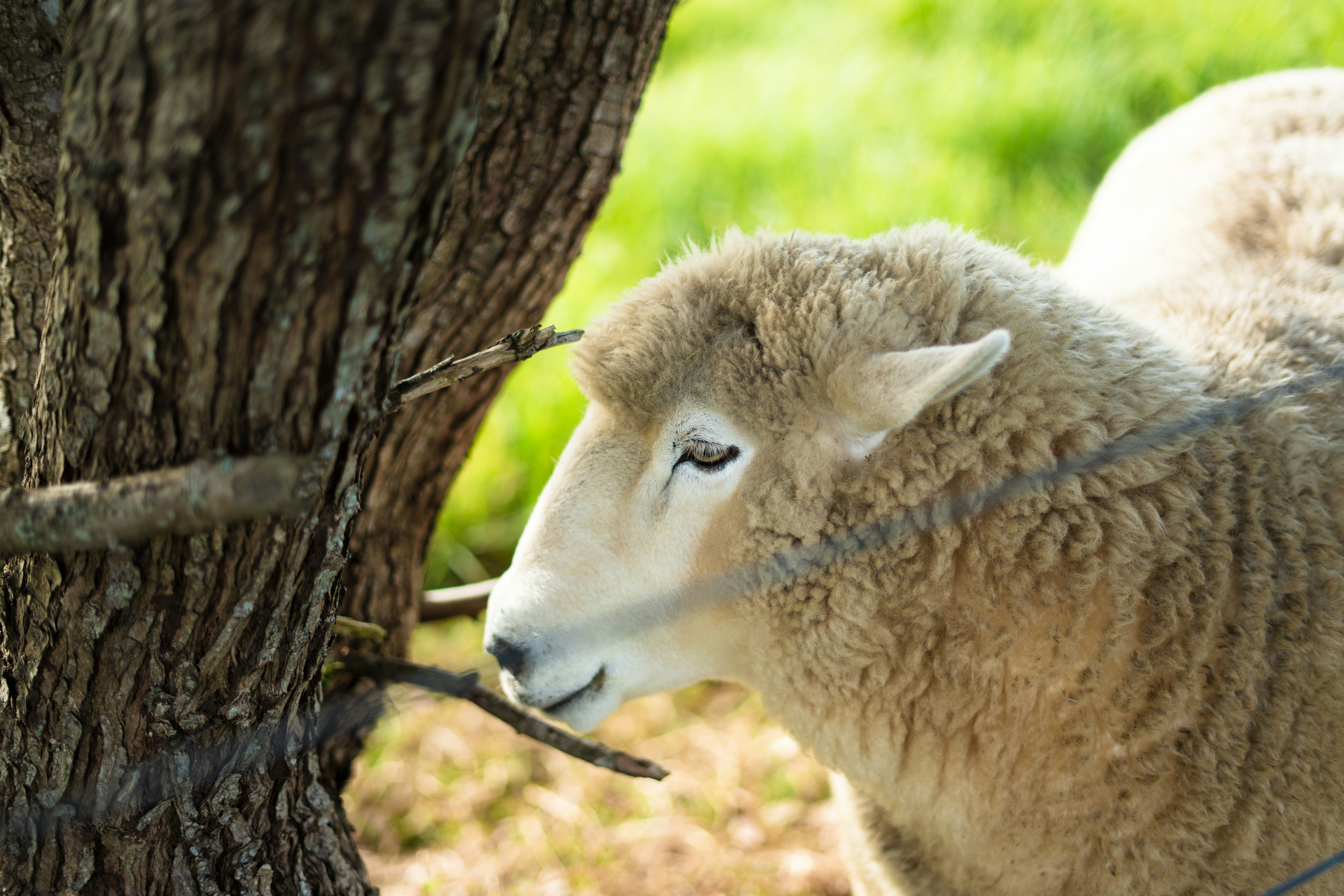 Close-up of a calm sheep nibbling a branch beside a textured tree