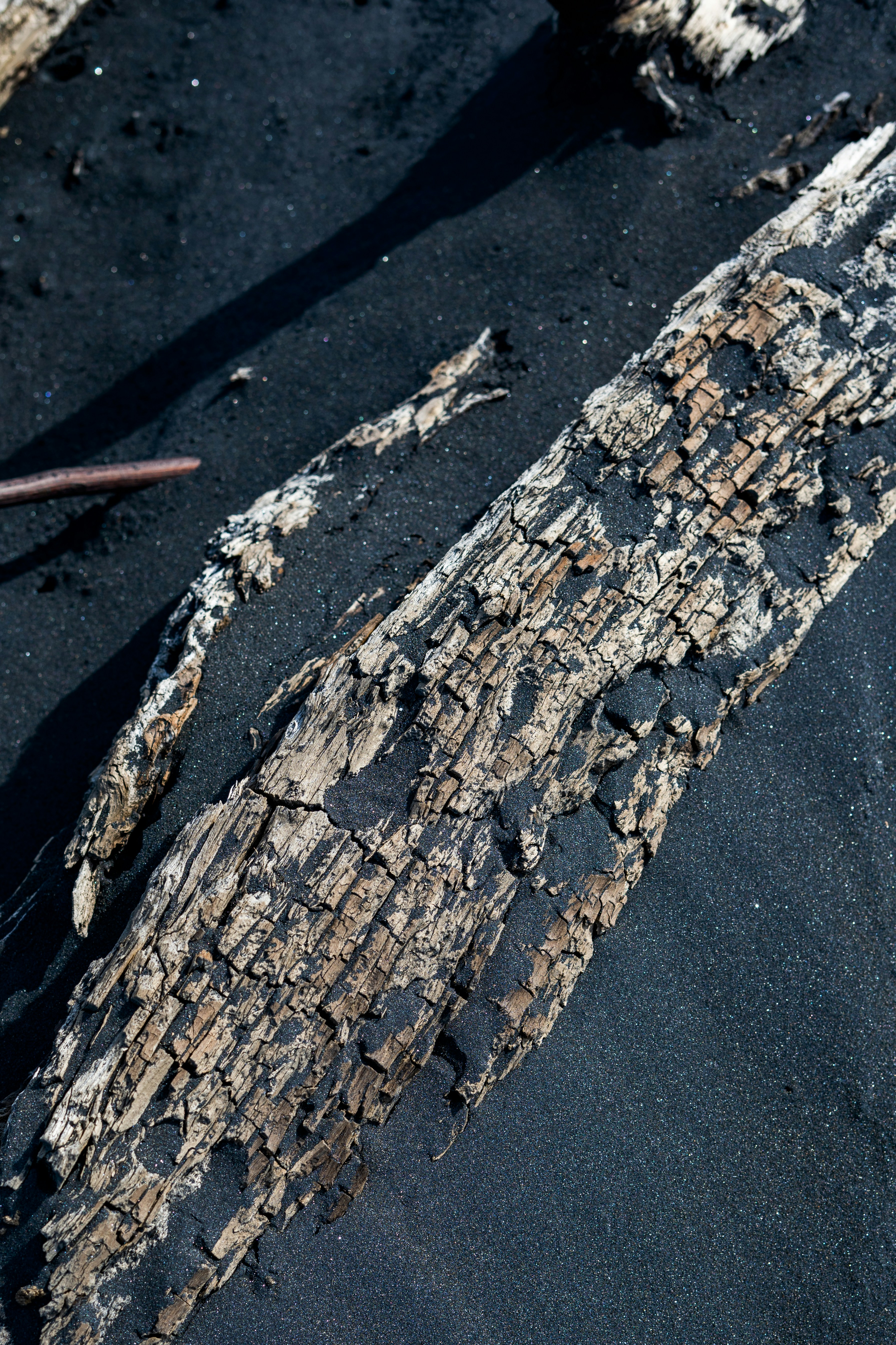 Charred Log on Aged Shore: Textures of Weathered Wood