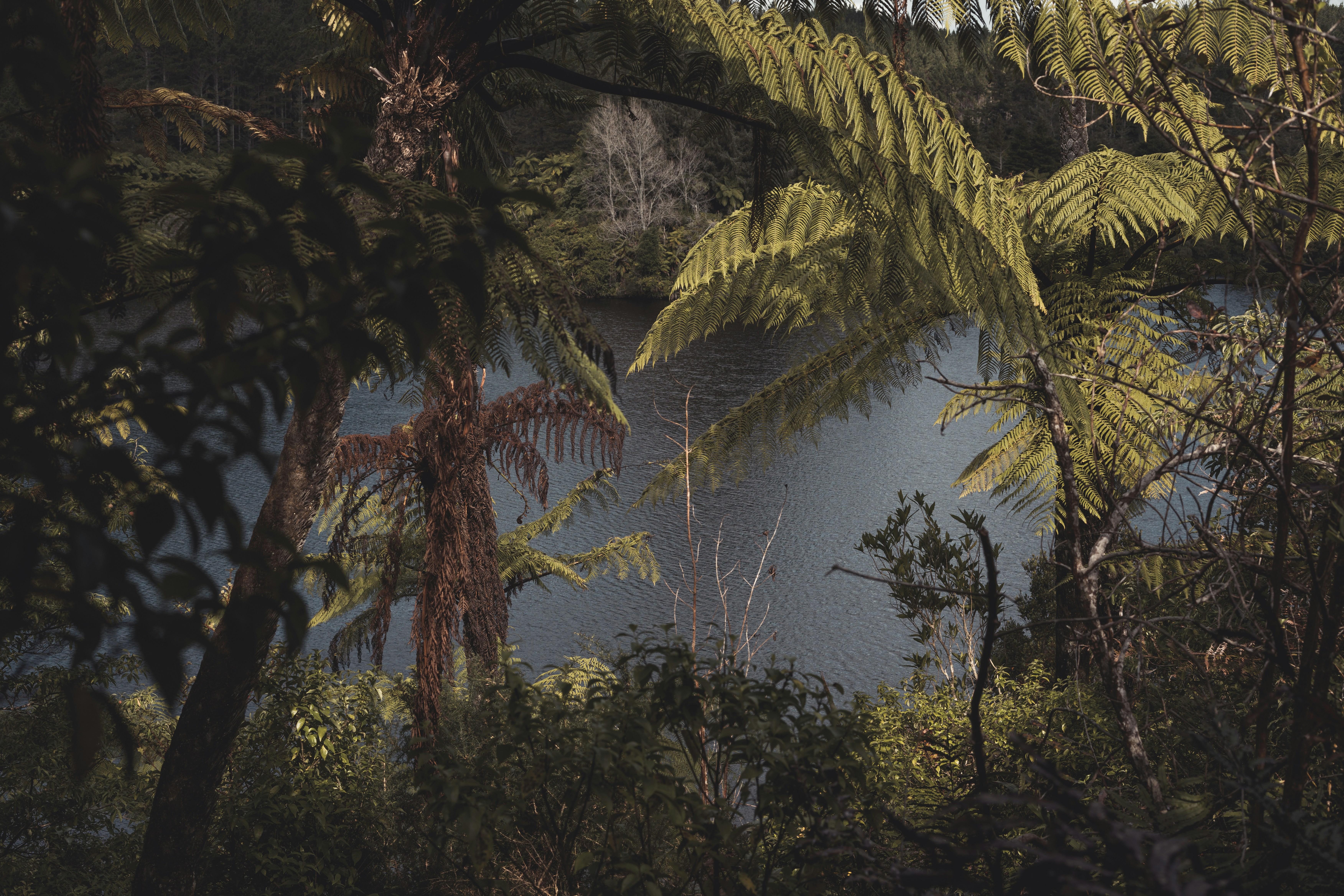 Hidden Lake View Through Ferns