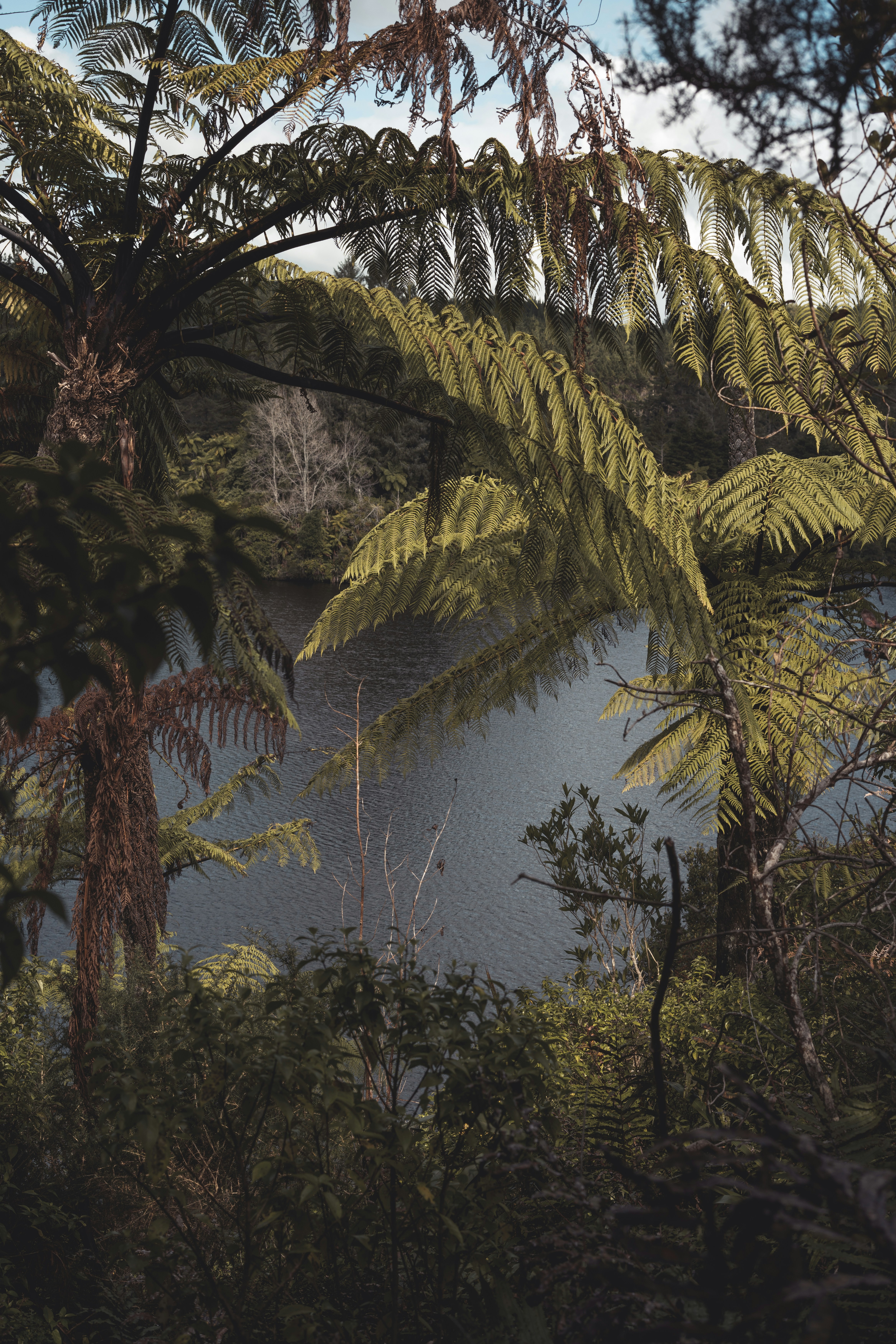 Fronds Over a Quiet Lake: Verdant Canopy Looking Toward Still Waters