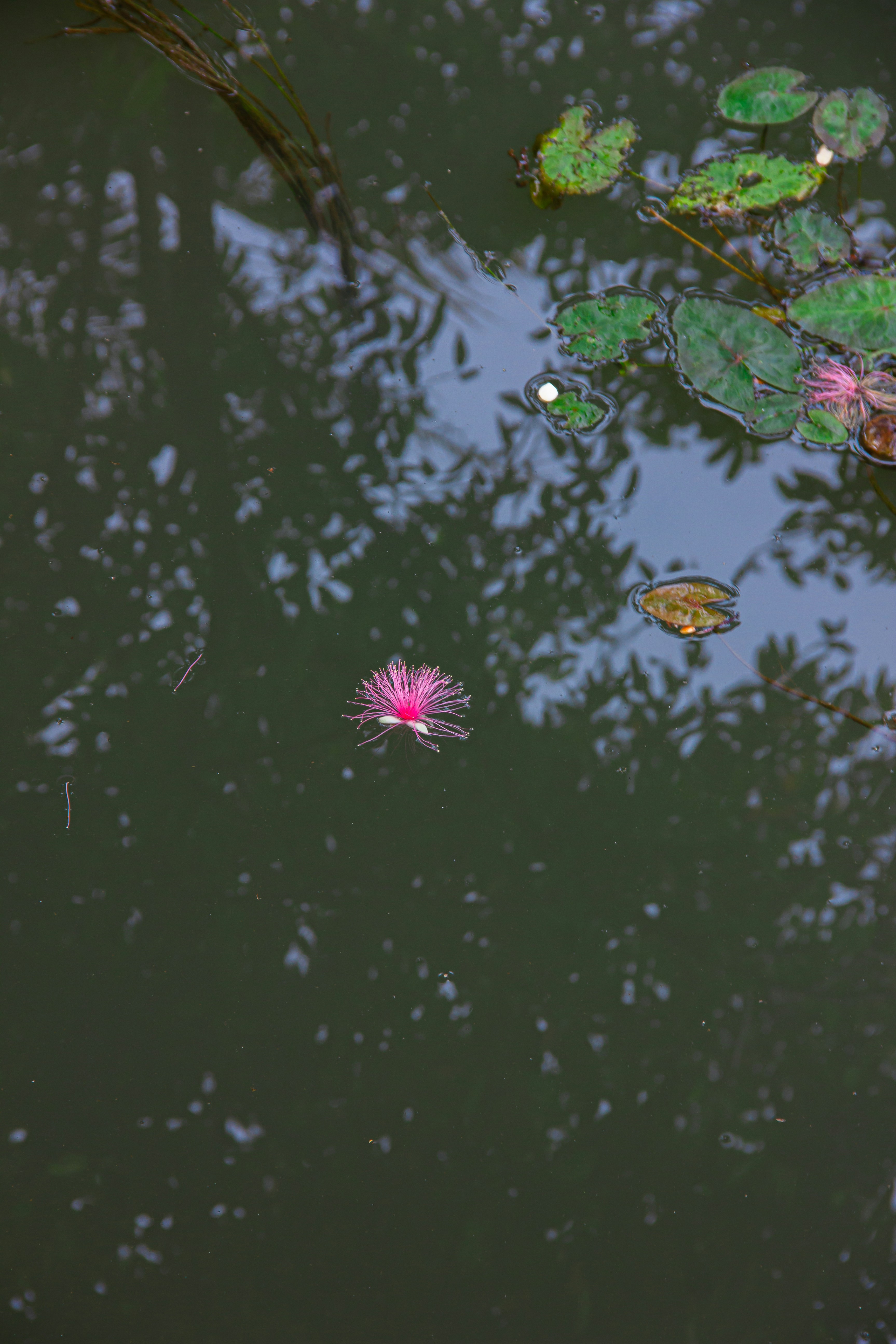 Floating Pink Firework: A solitary blossom drifts among reflective pond ripples
