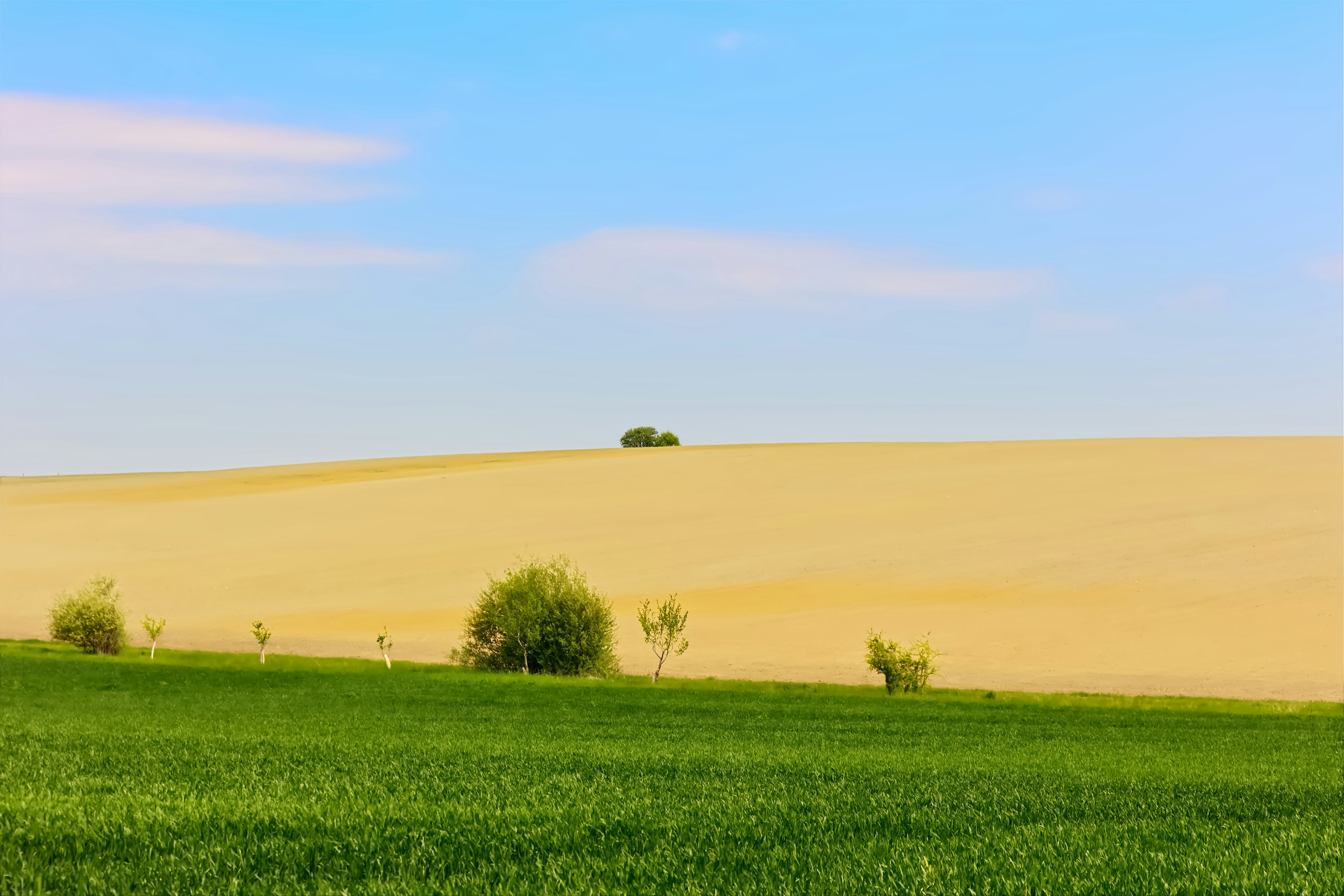 Sunlit Horizon: A Quiet Divide Between Harvest Gold and Verdant Green