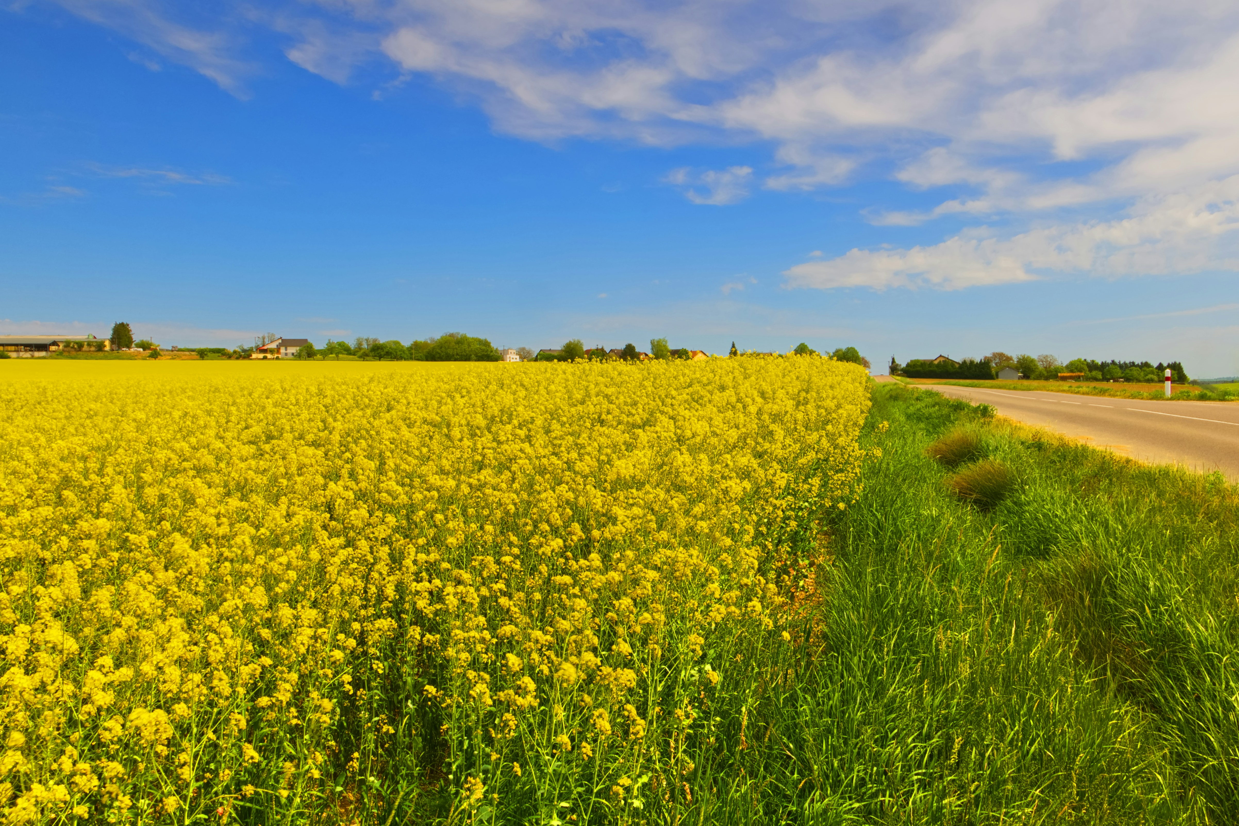 Canola Sea Along an Open Road
