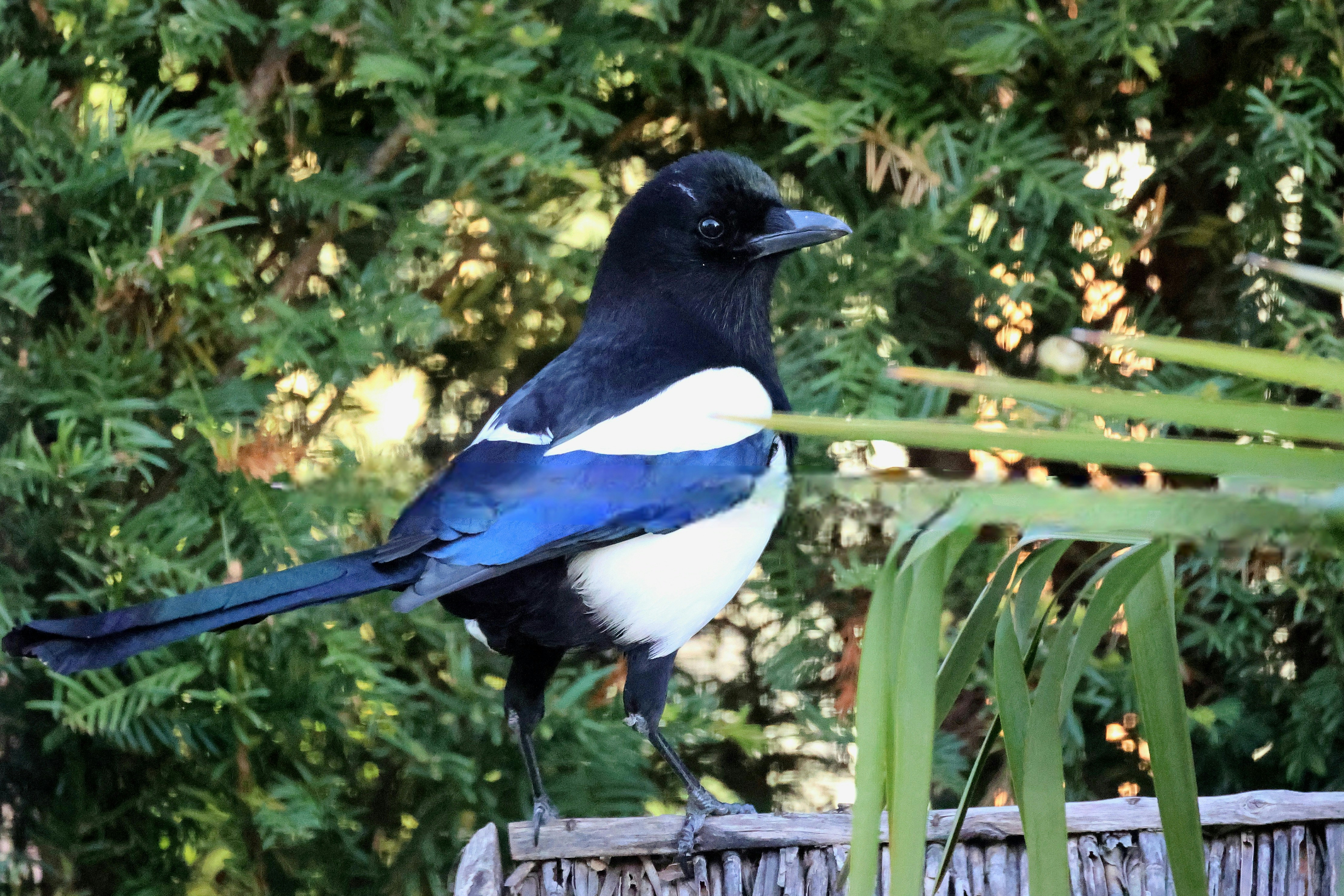 Black-and-White Magpie Perched on a Weathered Fence in Garden Greens