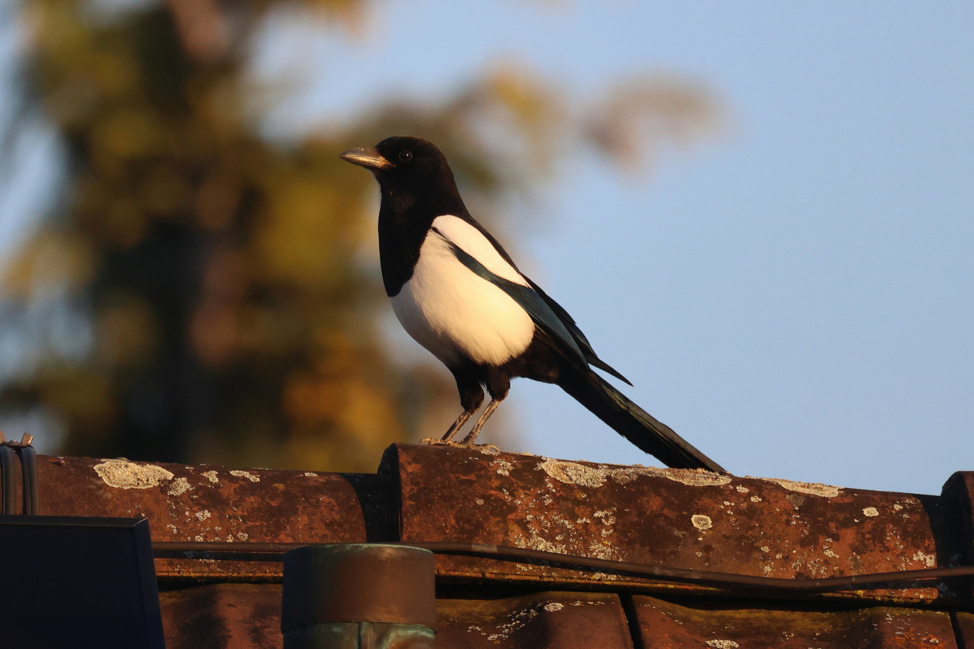 Black and White Magpie perching on sunlit roof edge