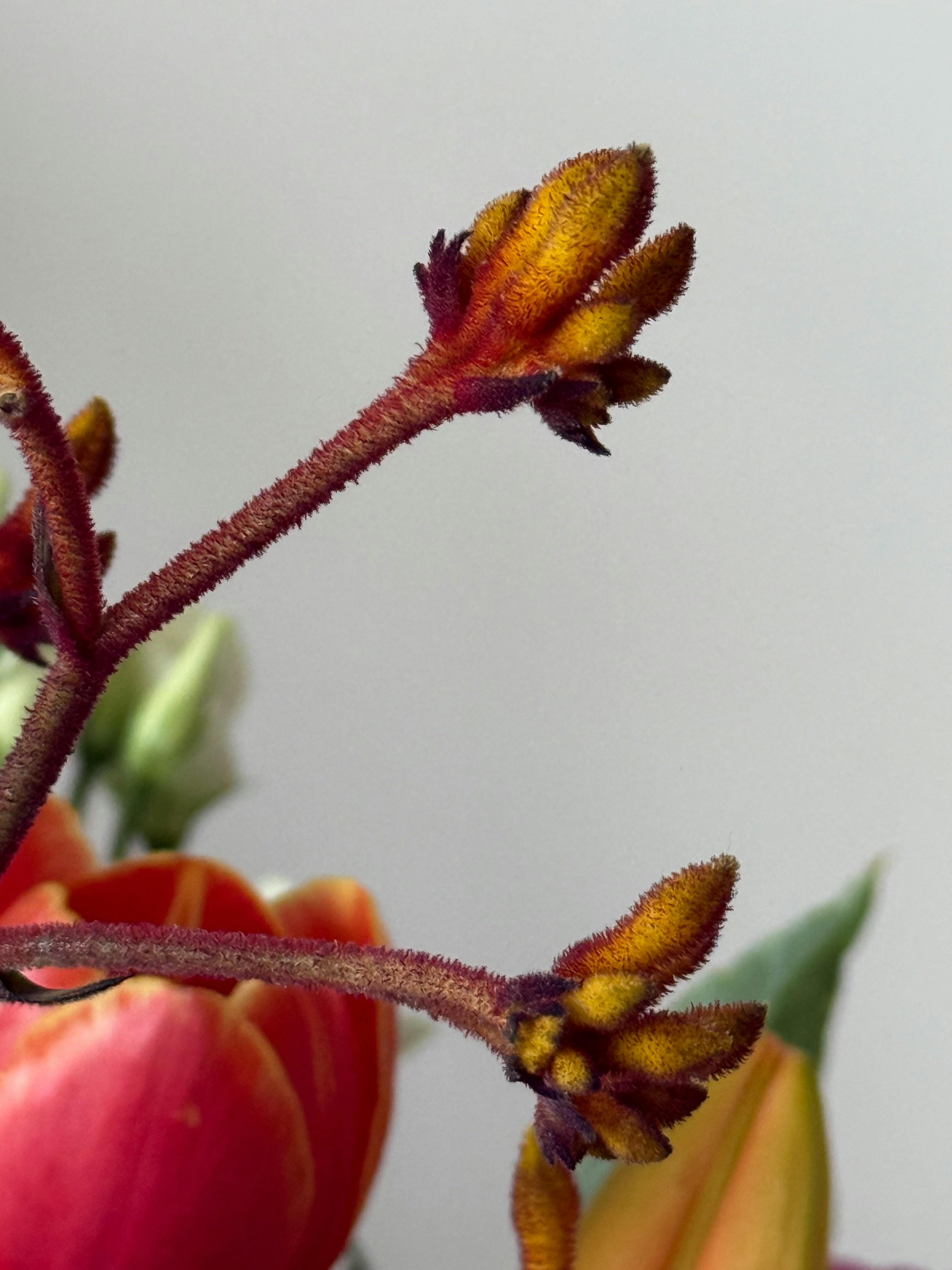 Fuzzy Buds on a Sunlit Stem: A Citrus-Flower Macro Moment
