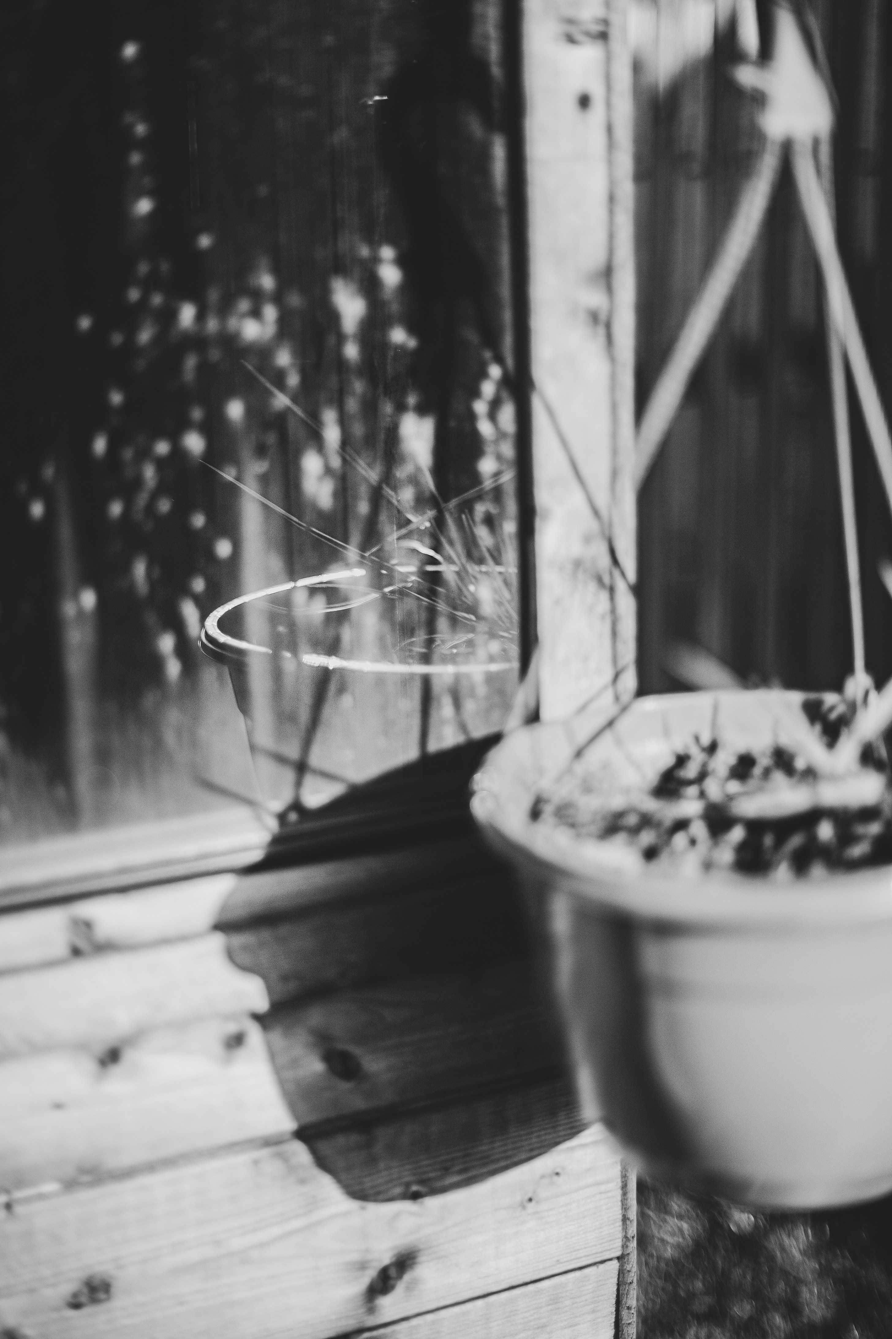 Winter Window Whimsy: A Quiet Moment with a Potted Plant