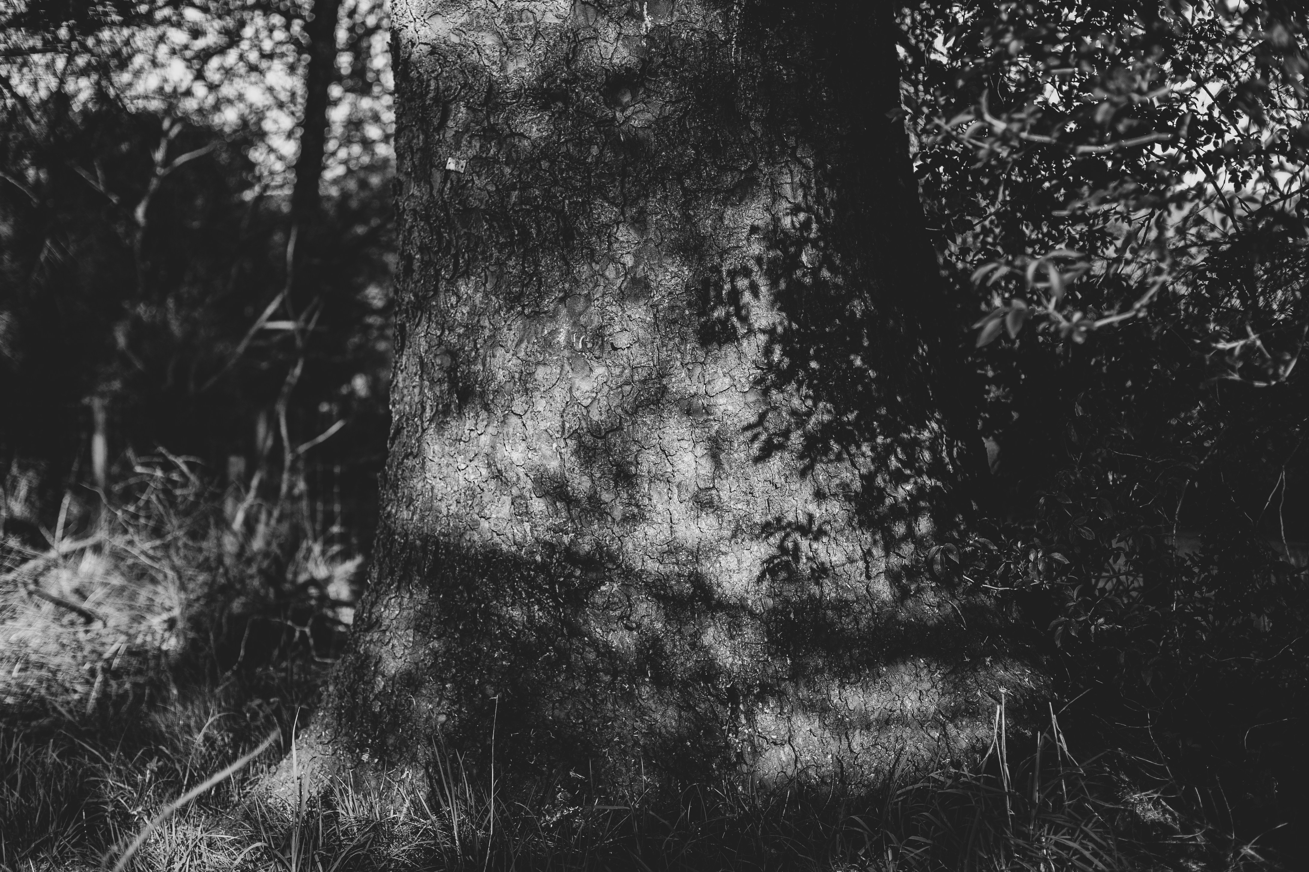 Shadowed Trunk — Quiet Texture of a Forest Base