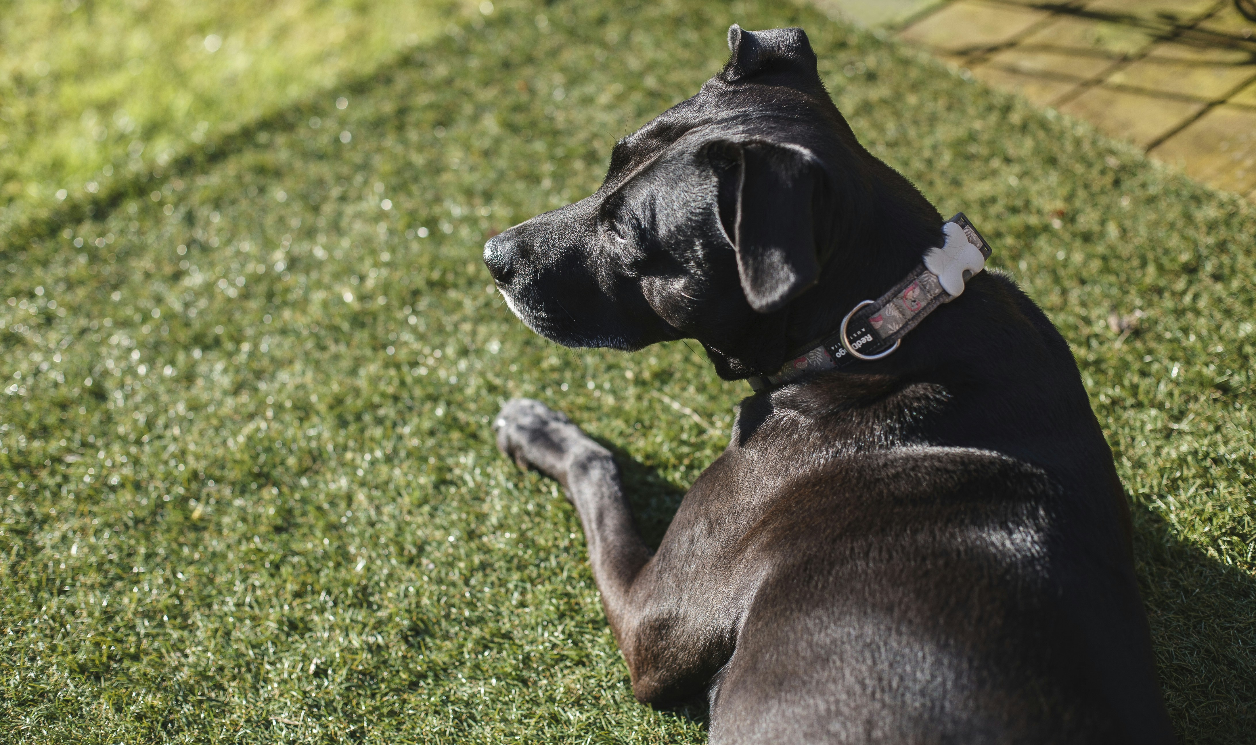 Portrait of a Black Labrador Reclining in Sunlit Yard