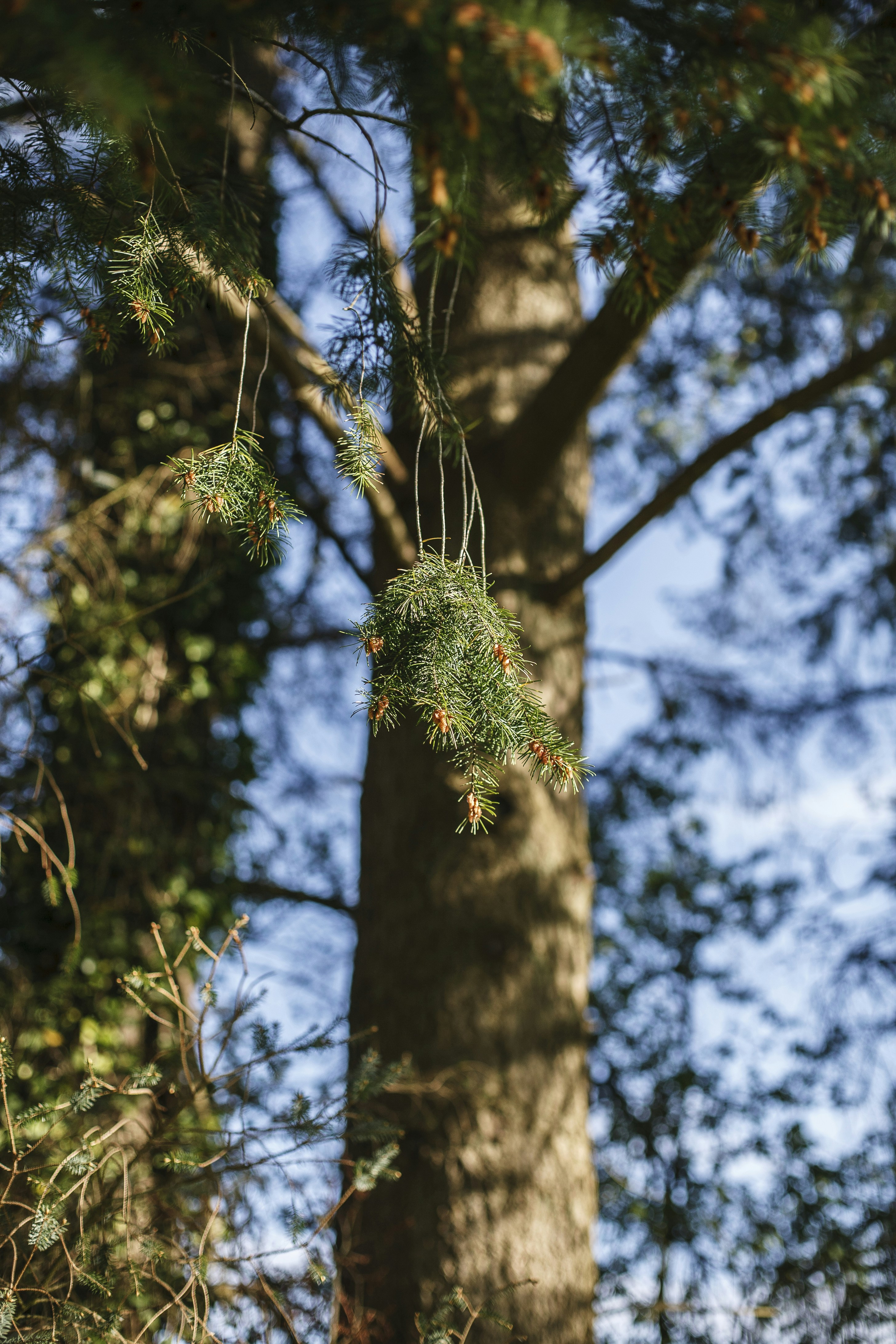 Pendant Pine Cones: A Quiet Moment in Dappled Light