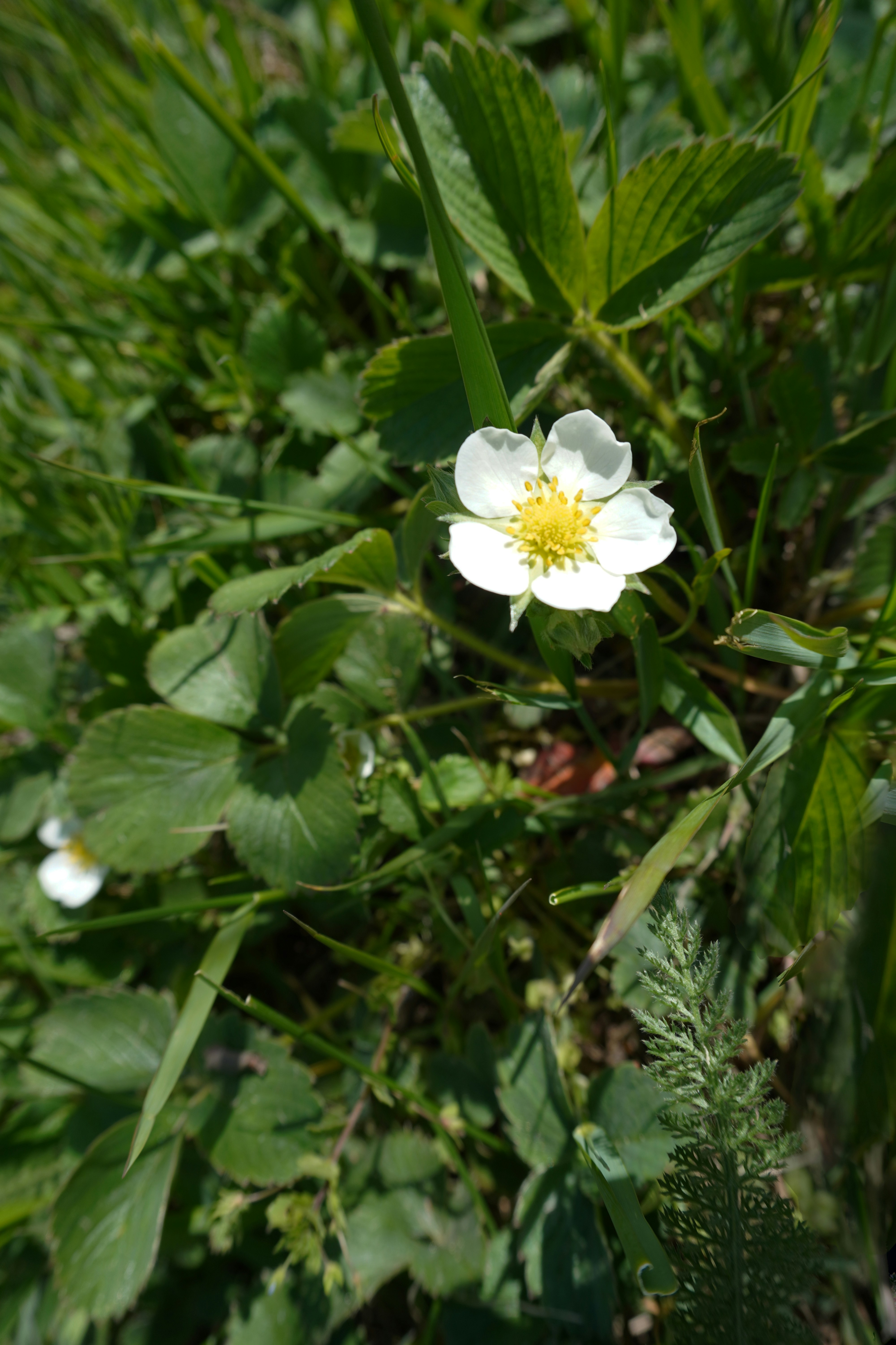 White Wildflower Spotlight: A Precise Bloom in Spring Greens