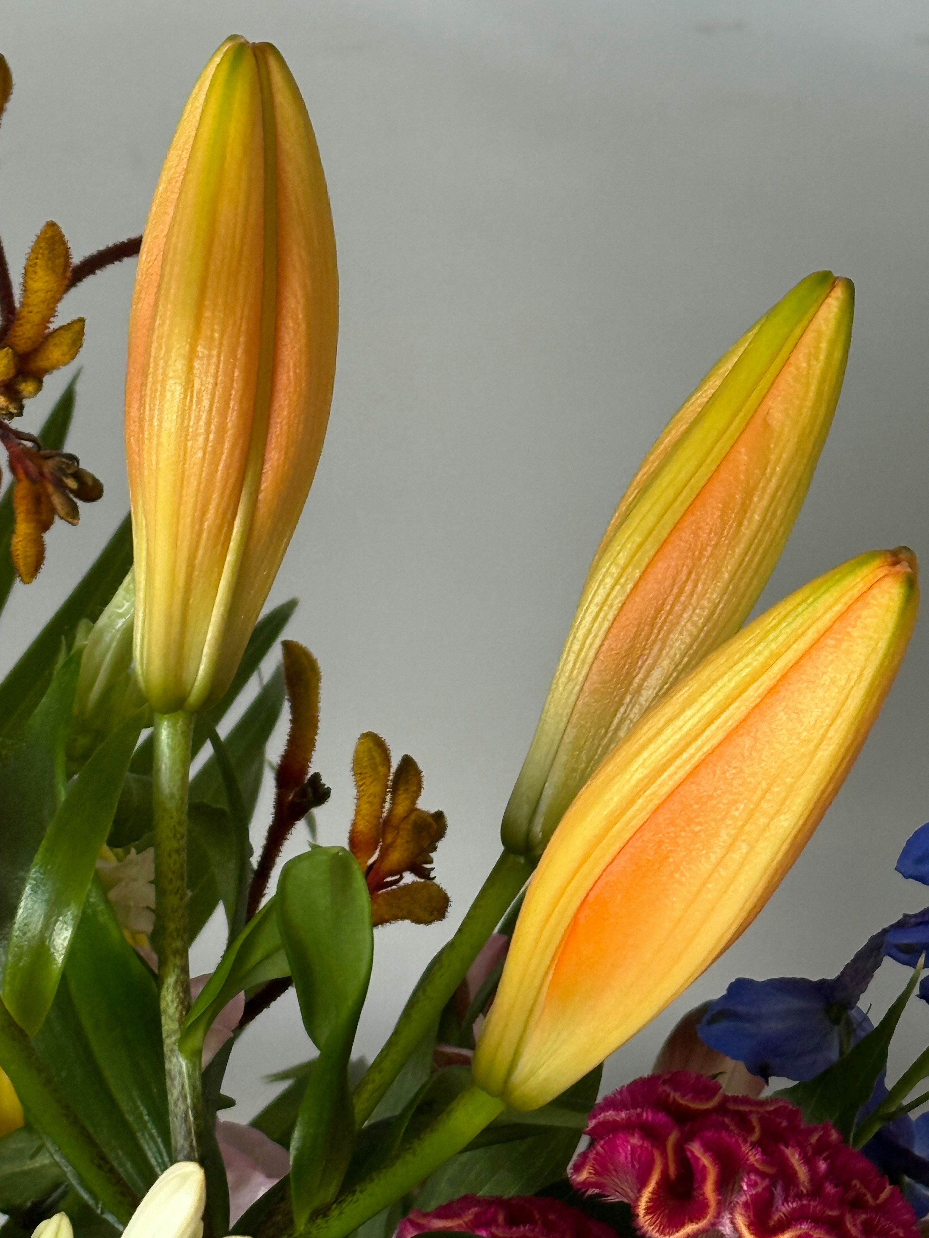 Golden Lilies in Focus: The Buds Reaching for Light