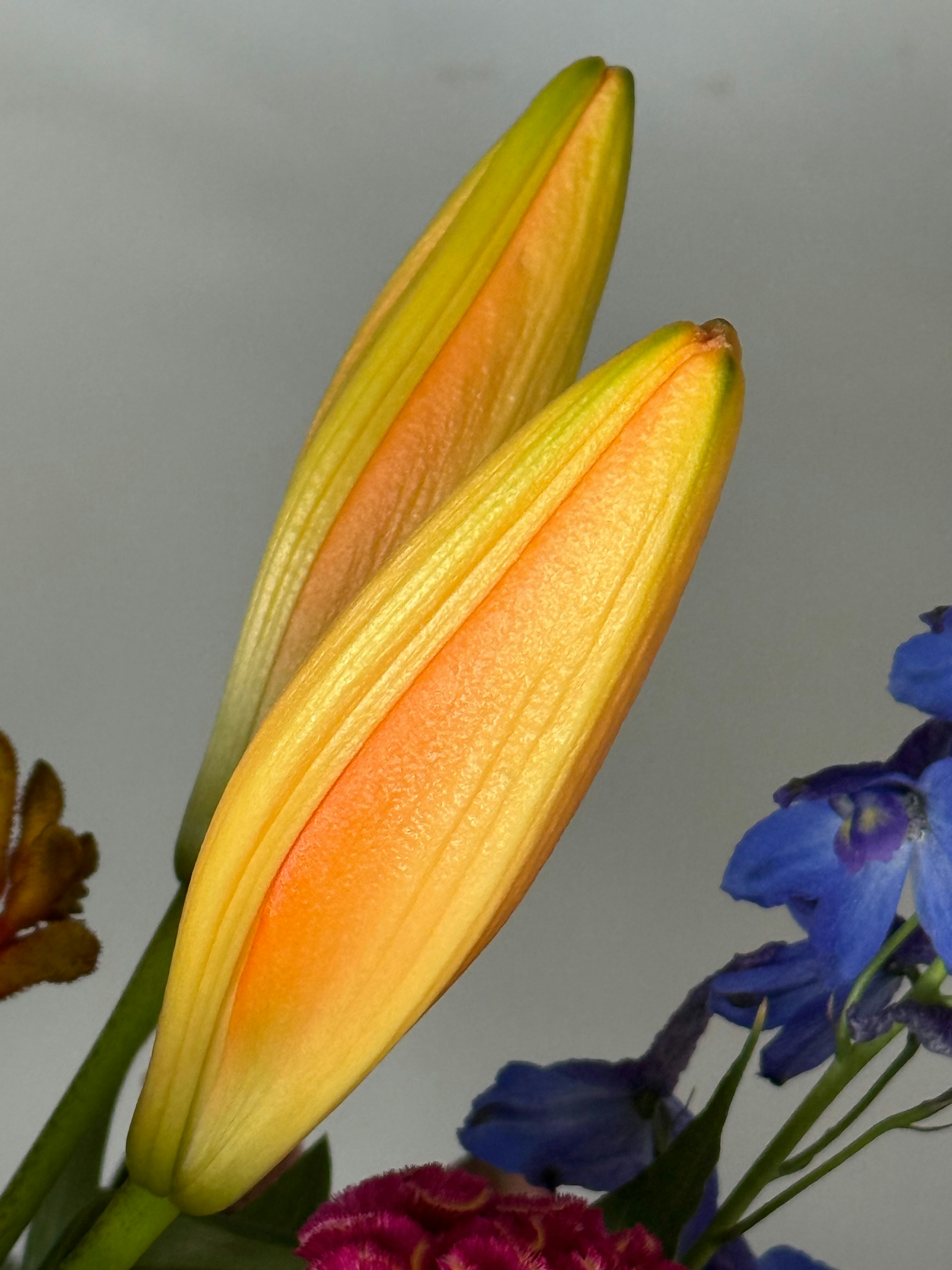 Amber-orange lily bud portrait with emerald-green stems and cobalt blooms