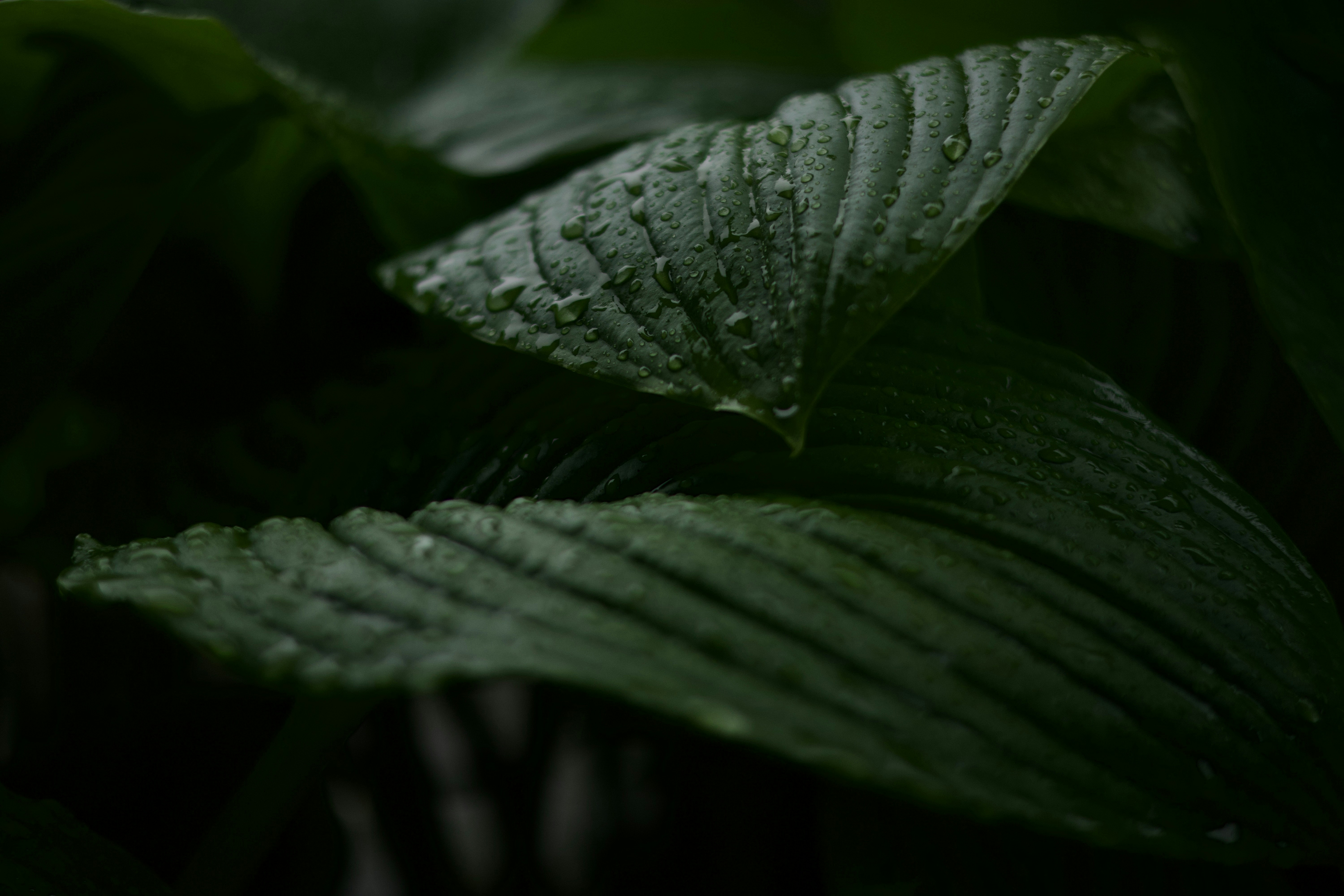 Veiled Emerald: Droplets on Velvet Foliage in Low Light