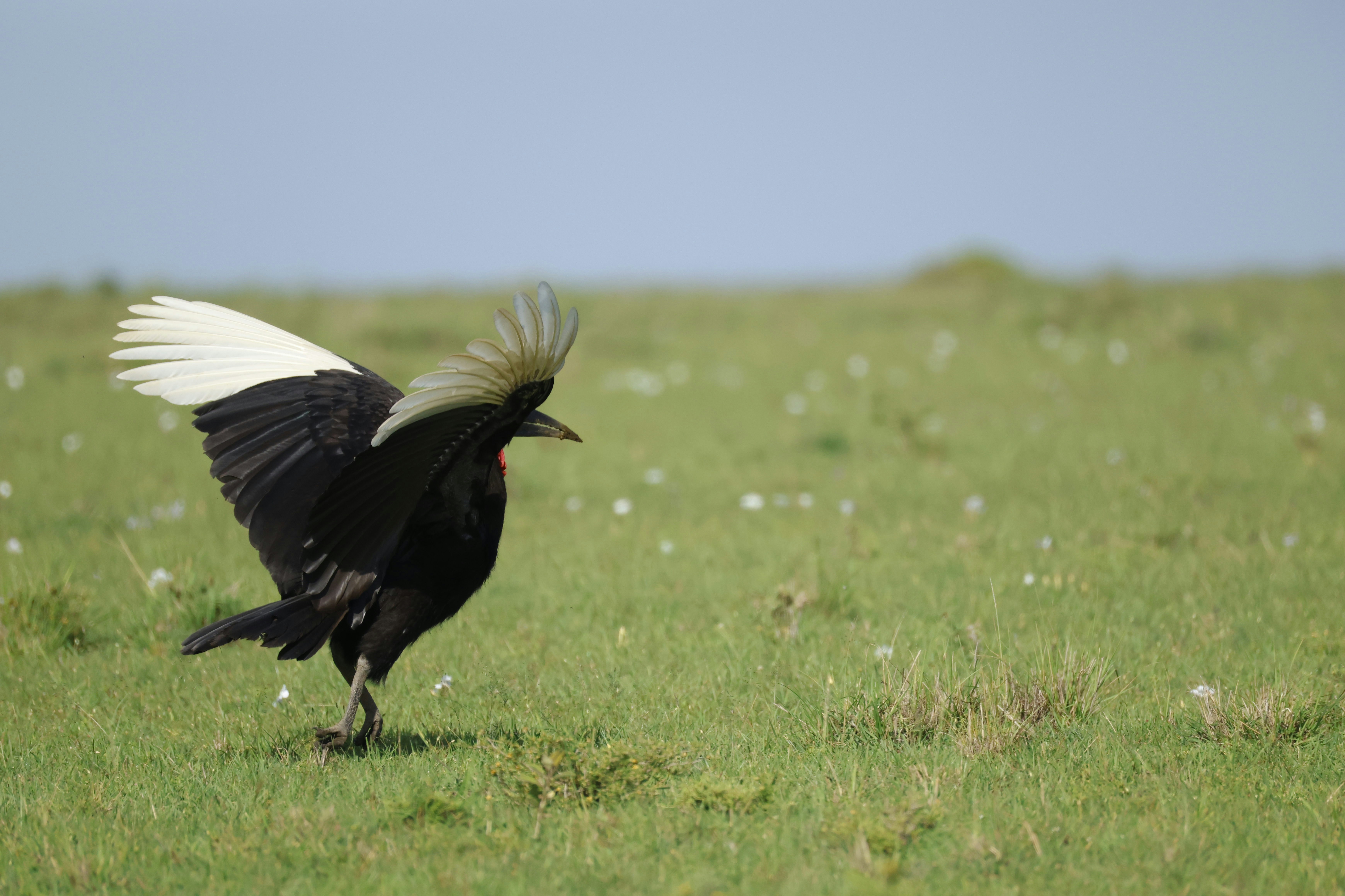 Winged Silhouette on a Windswept Grassland