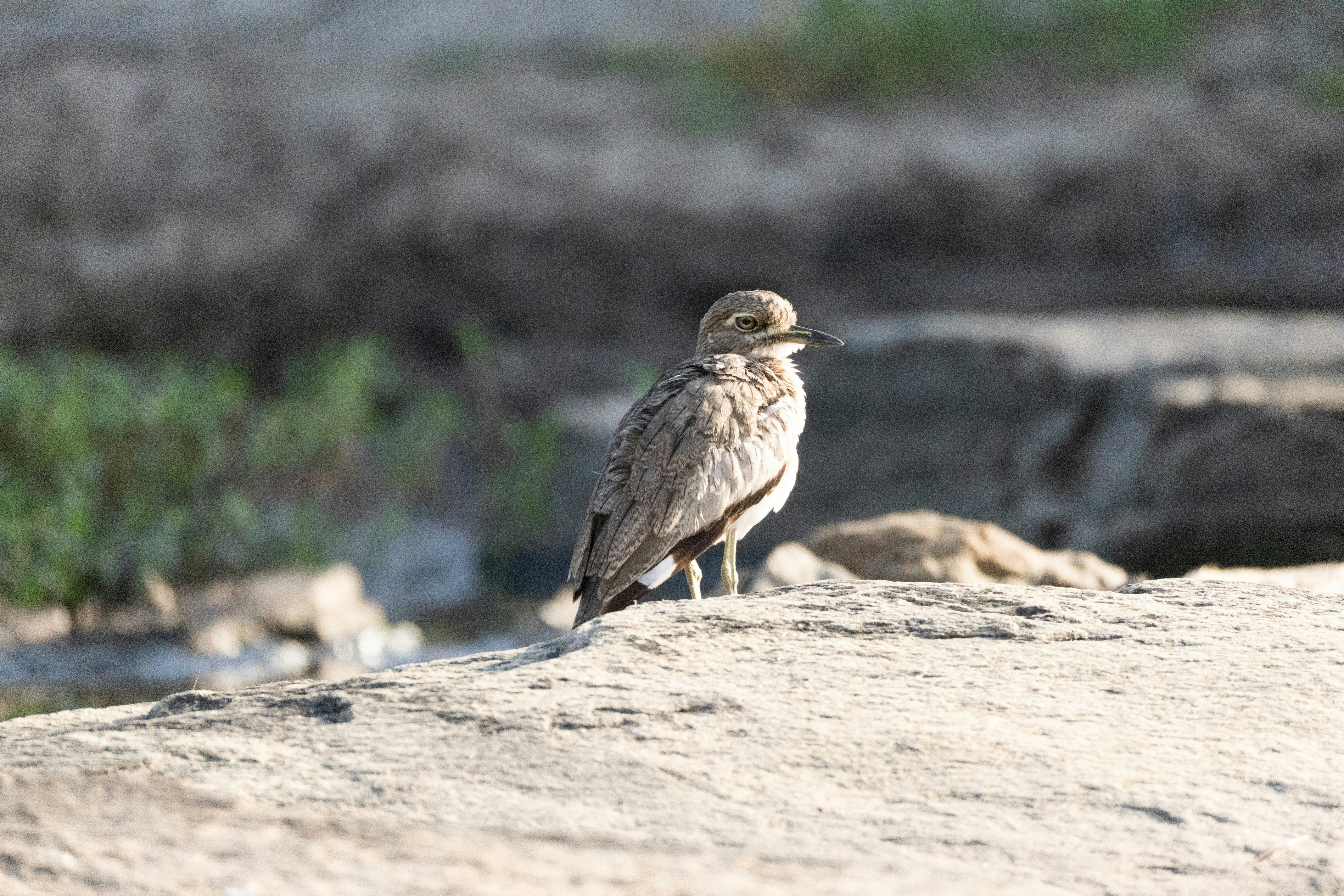 Scrubby Shoreline Watcher: A Sandpiper Stands Guard