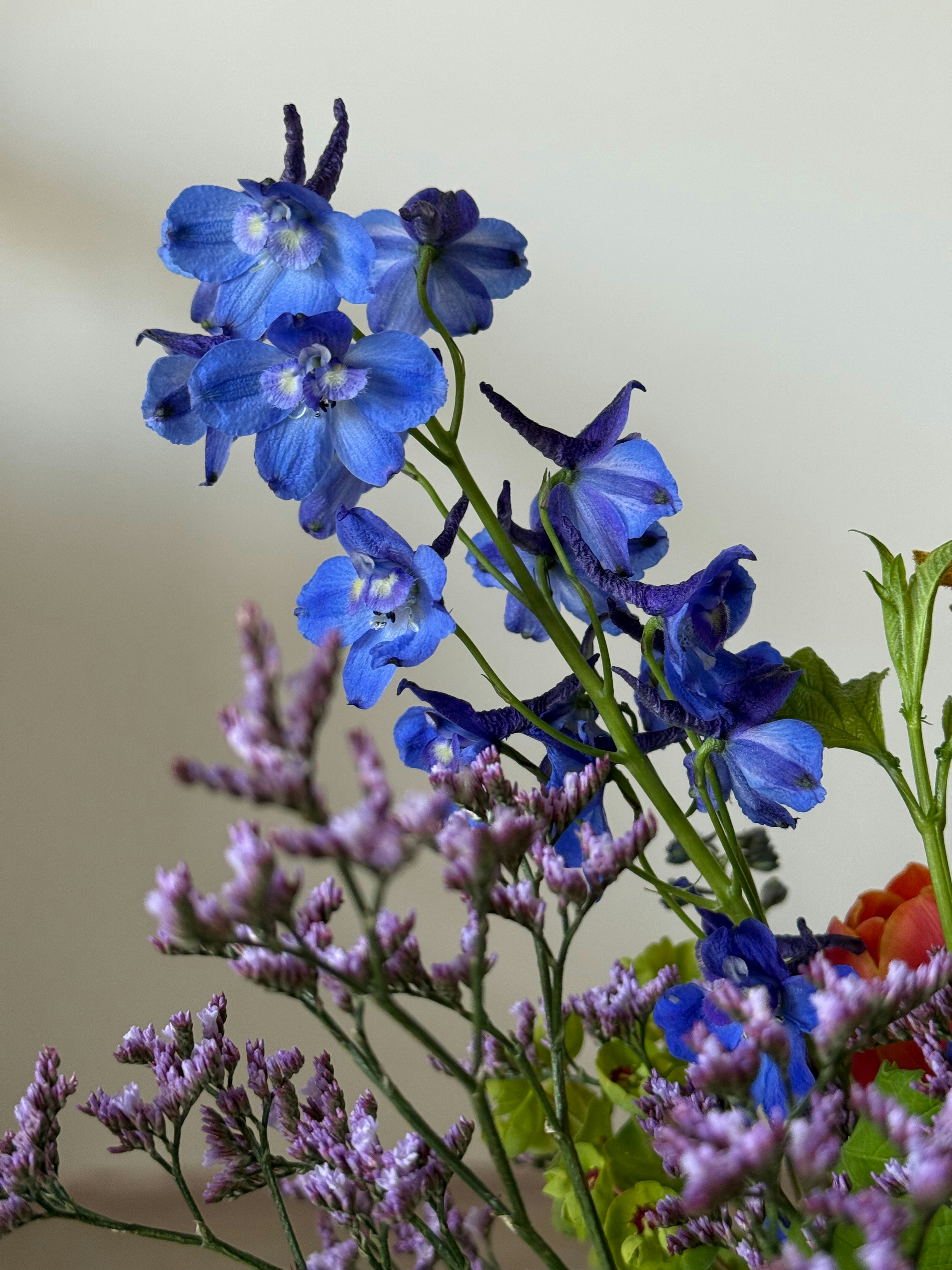 Blue Delphiniums Ascend Among Lavender Sprays