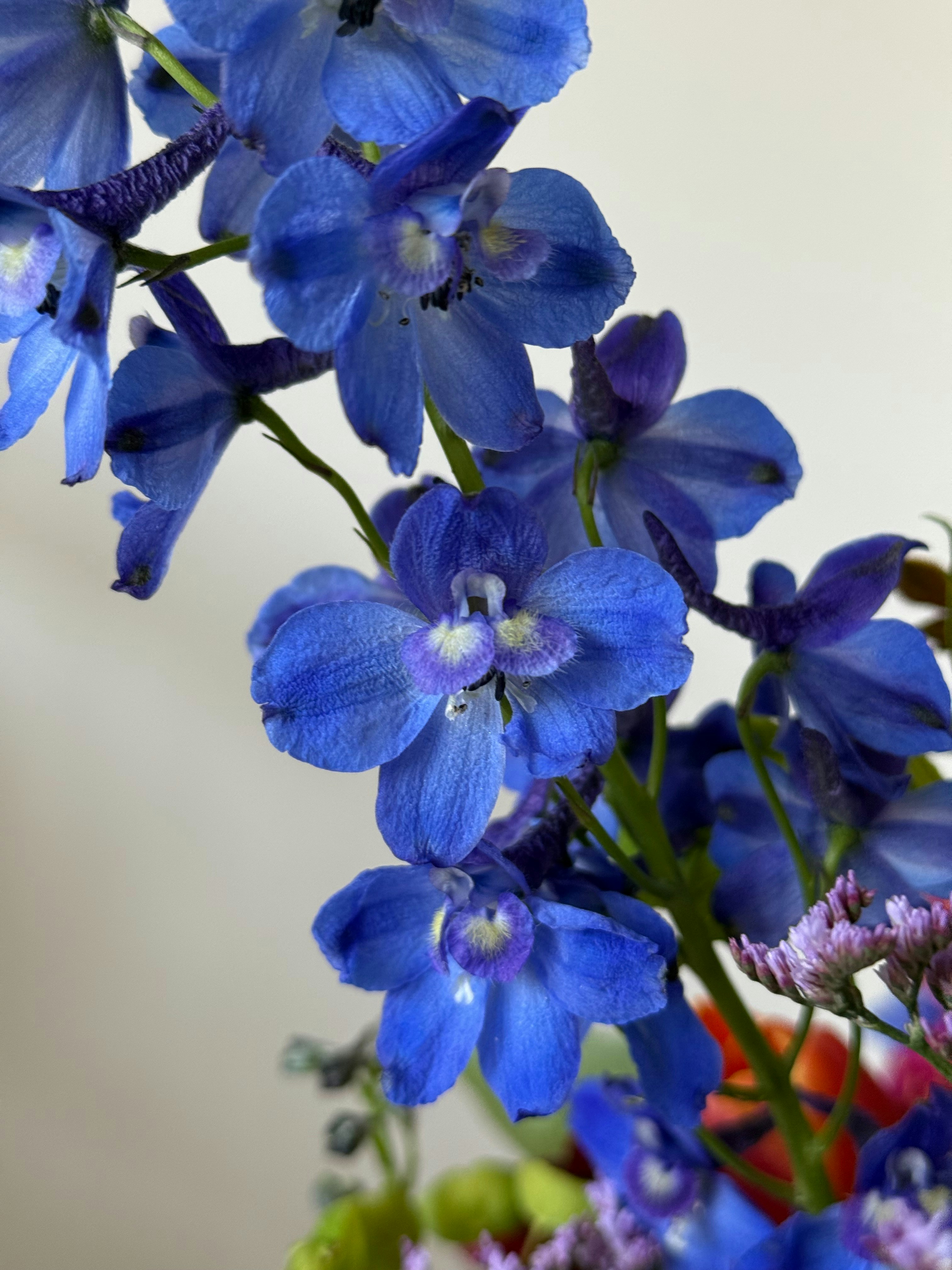 Azure Hydrangea cascade: a close-up on cobalt blossoms