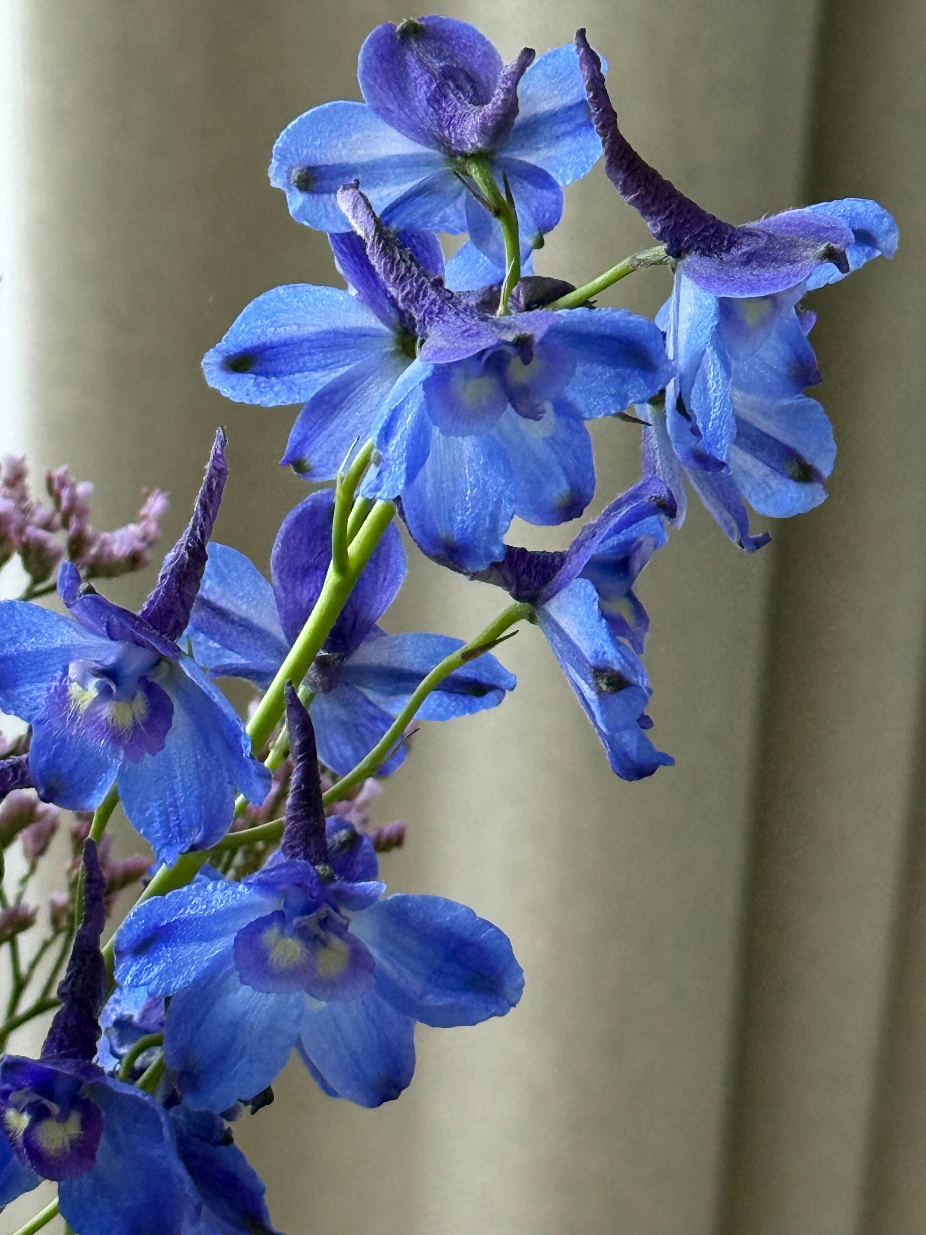 Blue Orchid Cascade Against Neutral Curtain