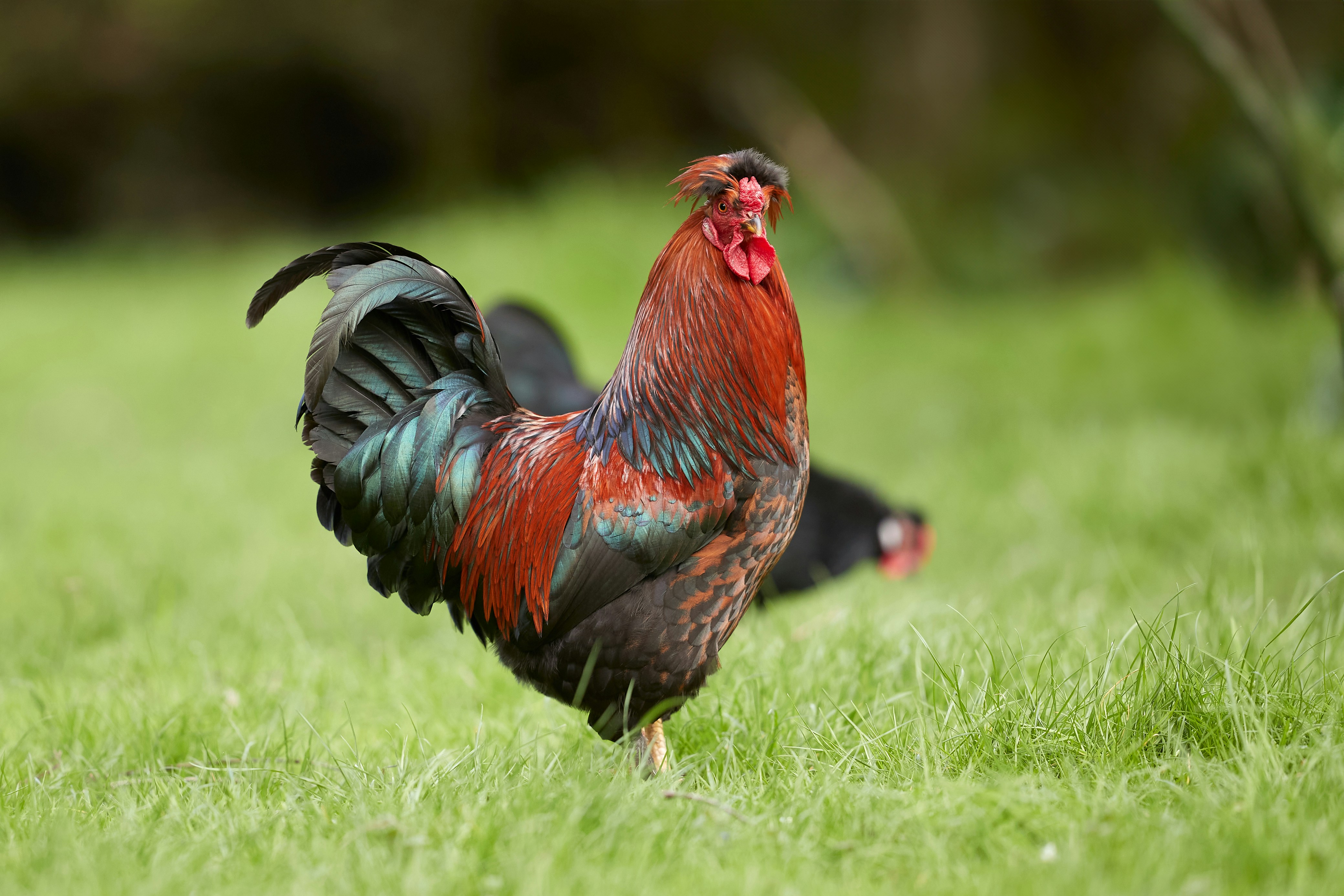 Rooster on the Crest: A Strutting Dawn in the Green Lawn
