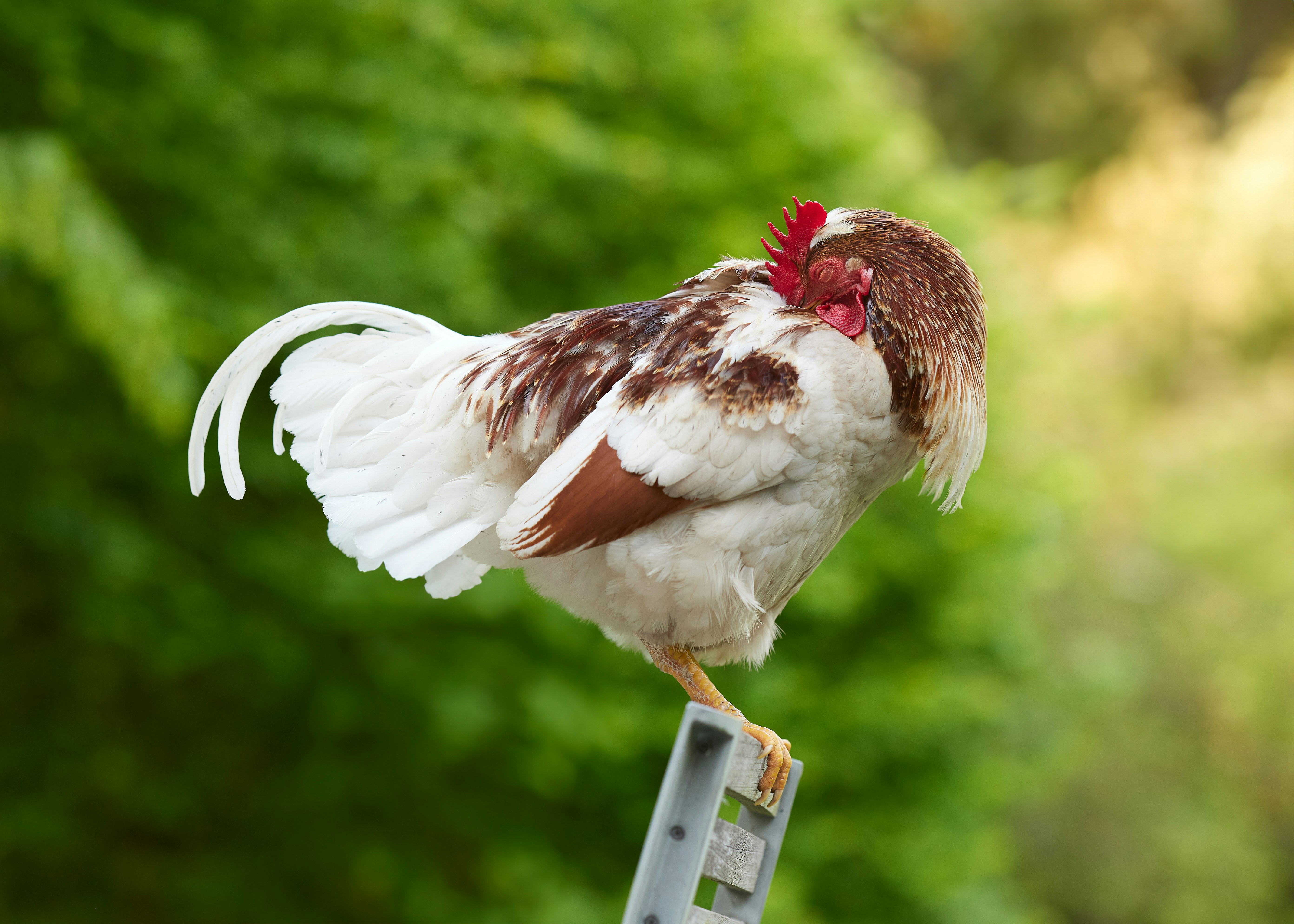 Rooster on a Ladder: Dappled Light and a Regal Red Comb