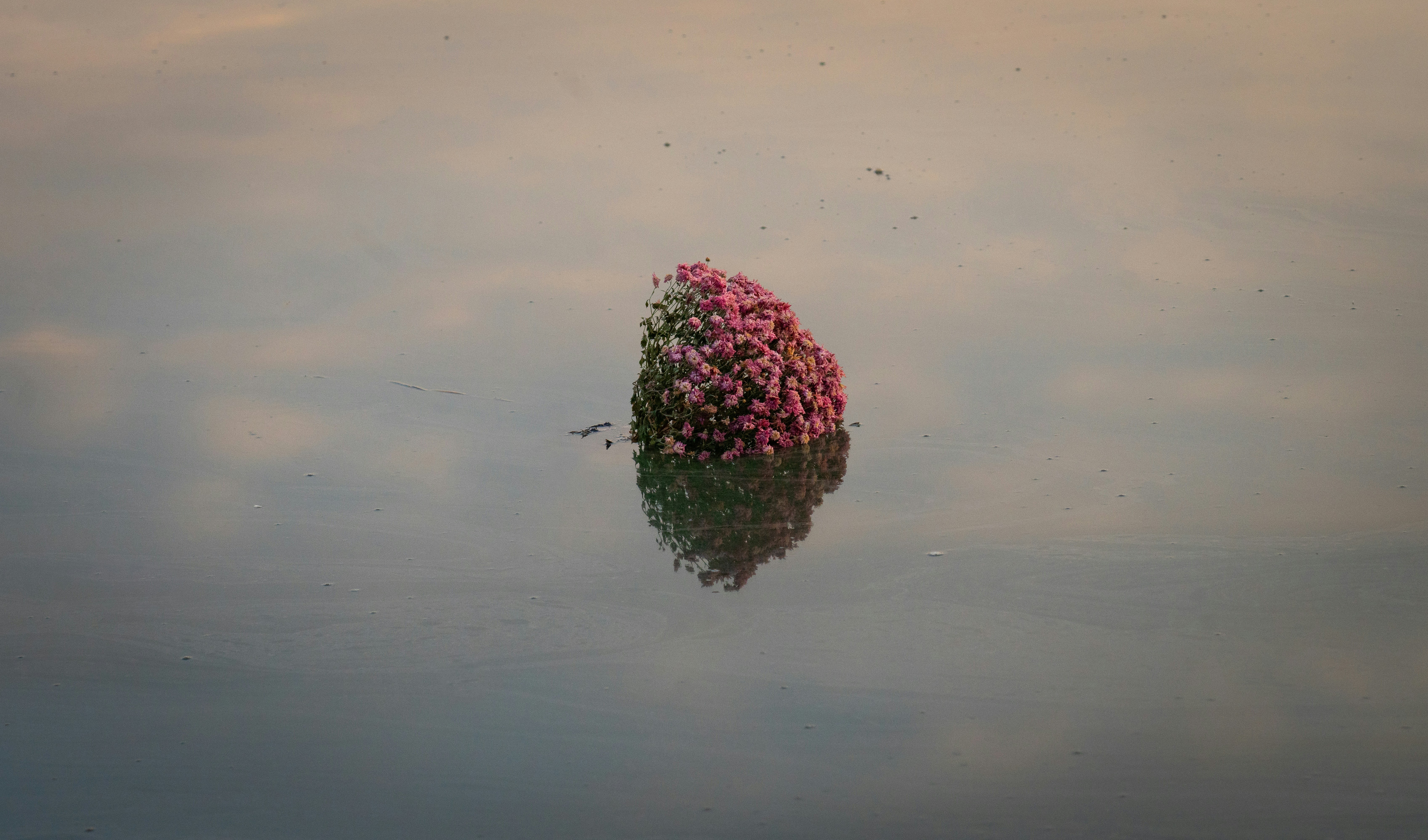 Floating Bouquet: Pink Blossom Island on Glassy Water