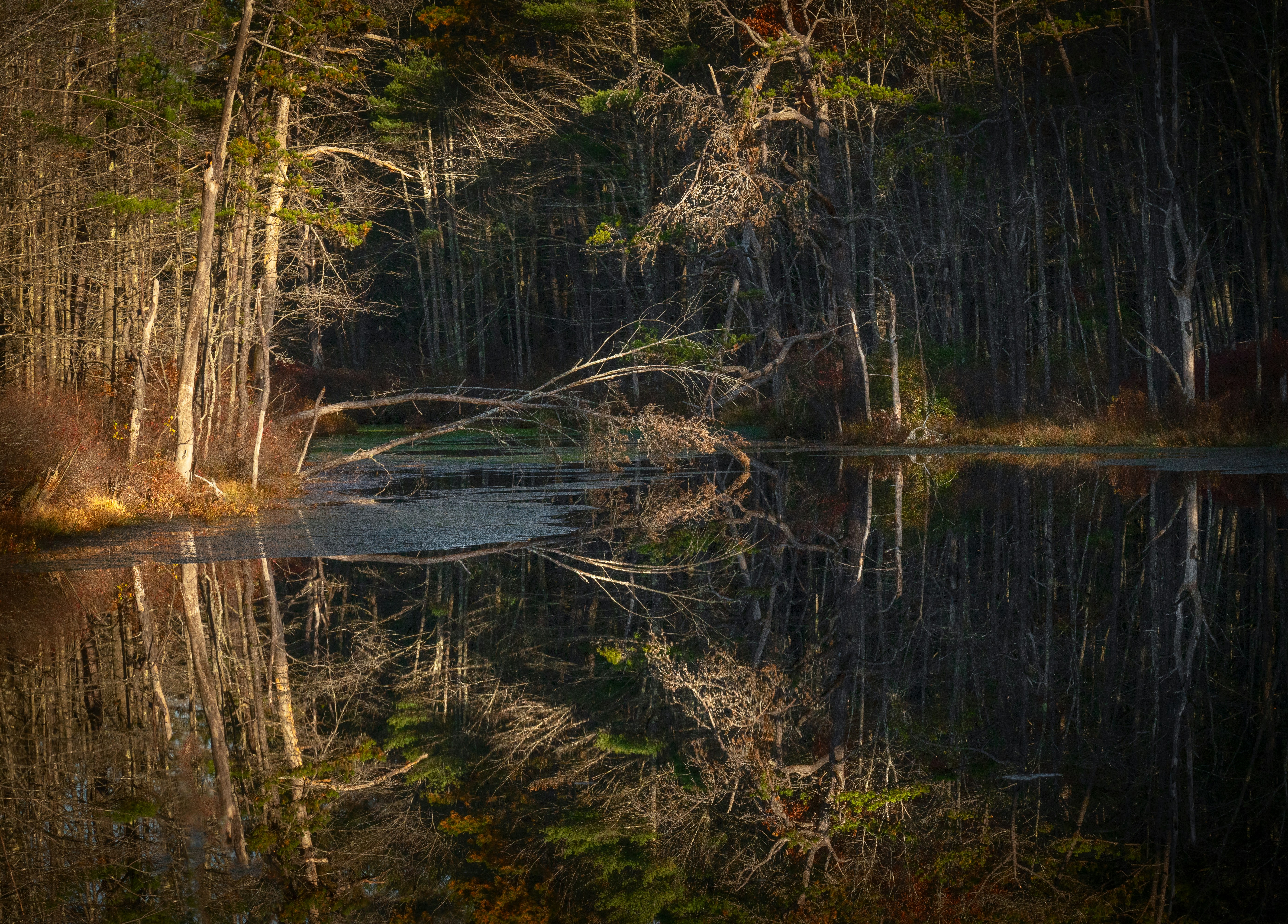 Echoes on the Water: Autumn Trees Reflected in a Quiet Lake