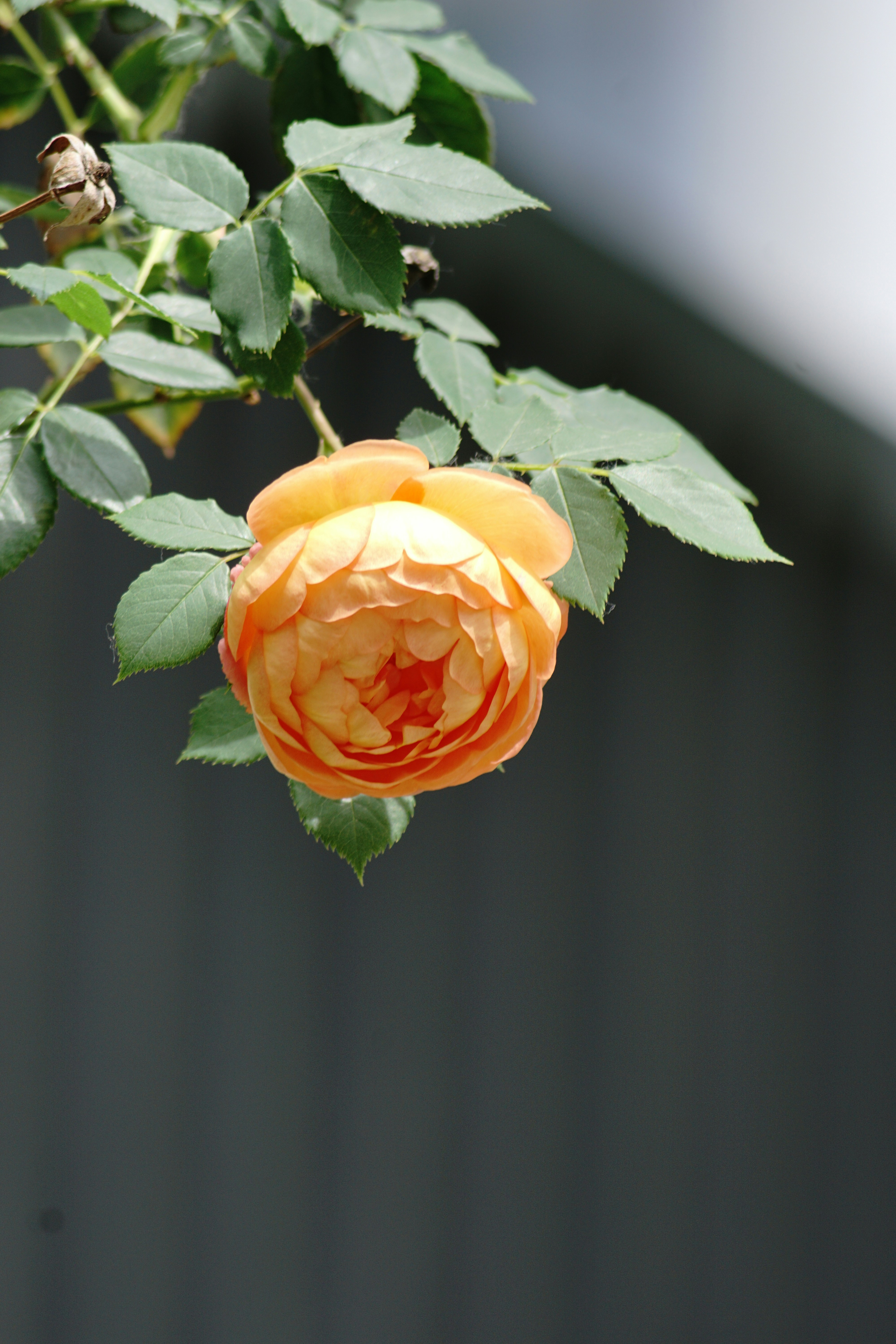 Orange rose in soft focus garden light with green leaves