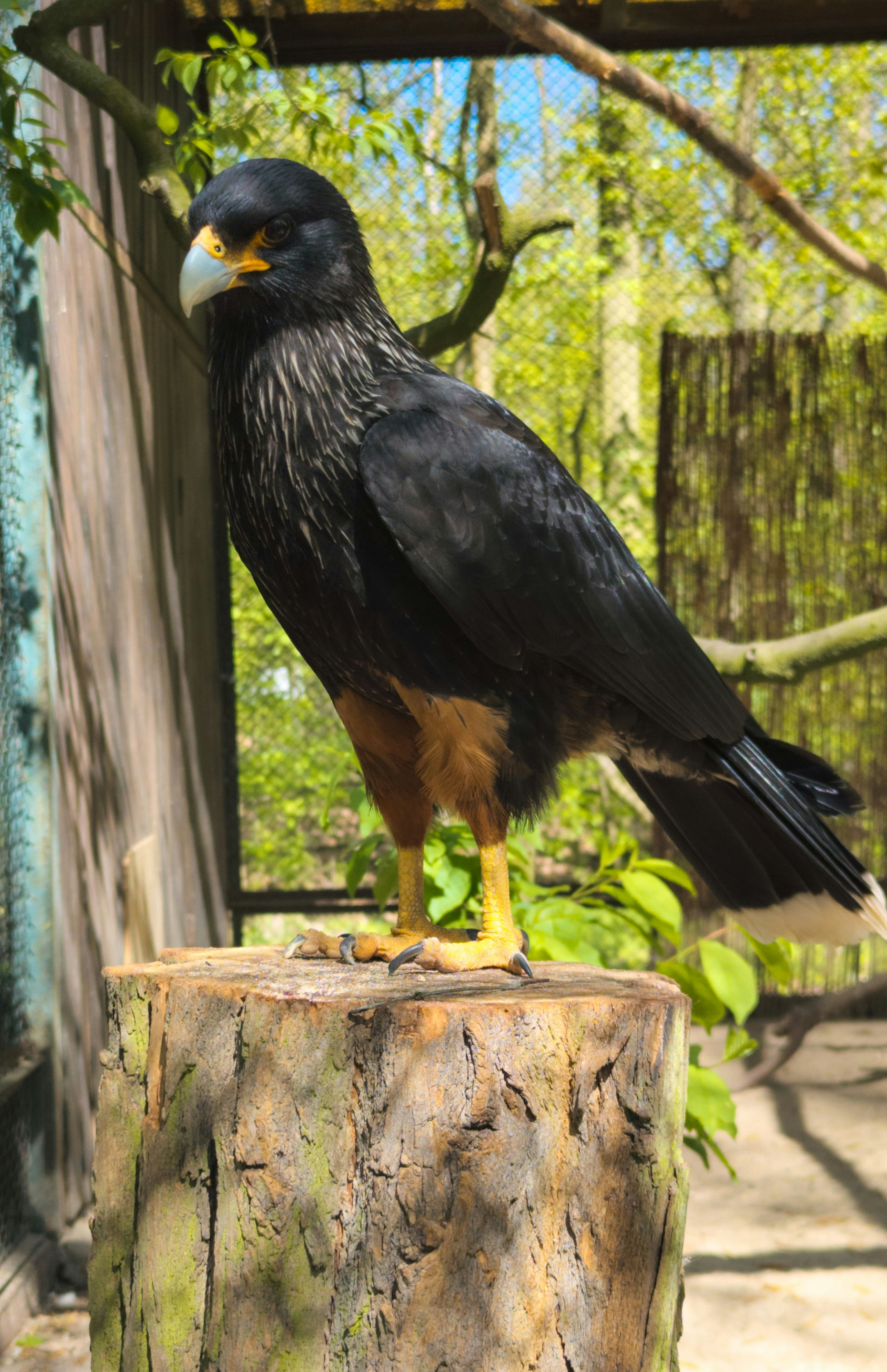 Majestic Black Eagle with Piercing Gaze on Weathered Stump