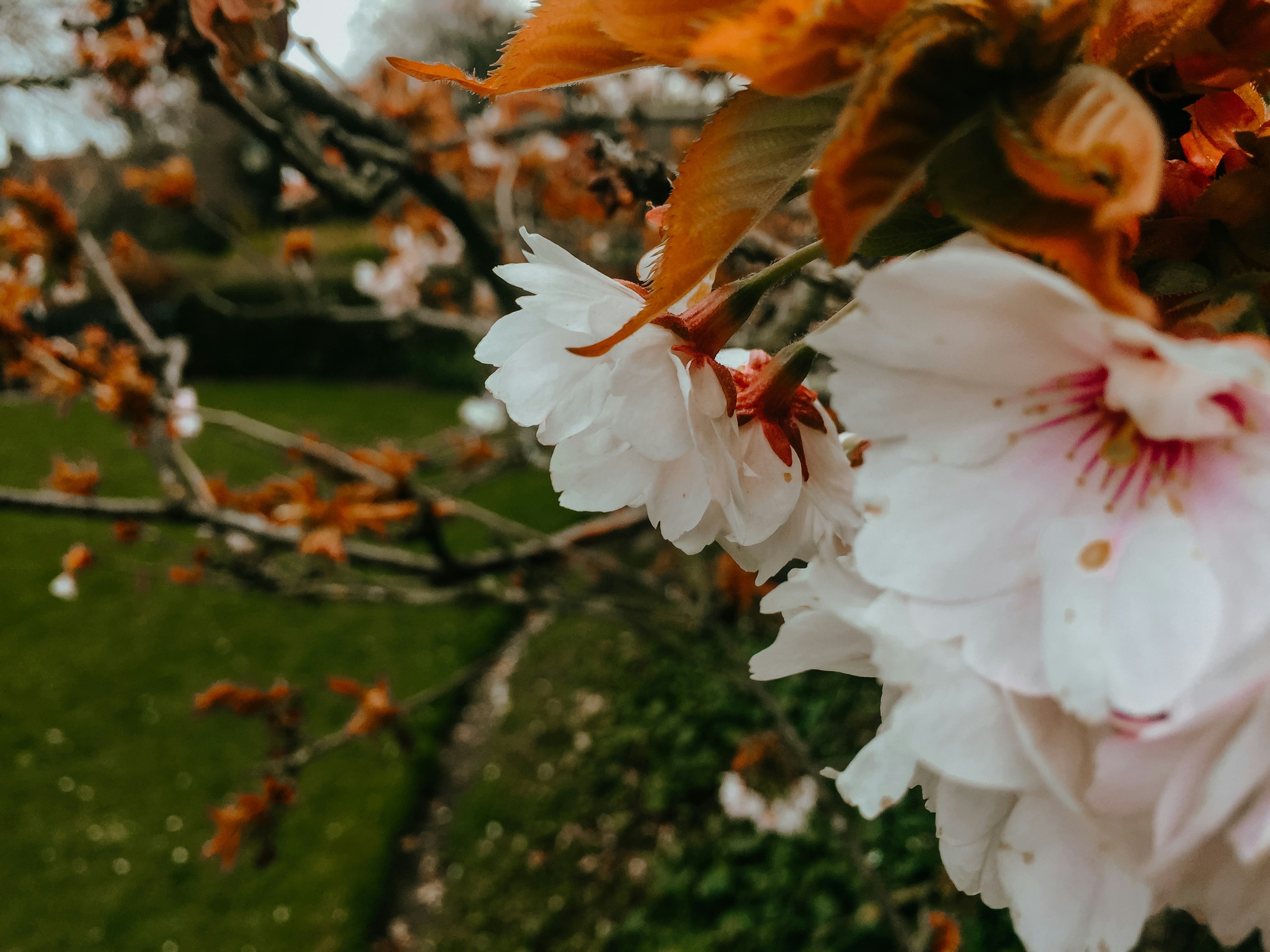Close-up of pale white blossoms with pink centers against orange-tinted leaves and a blurred green garden background.