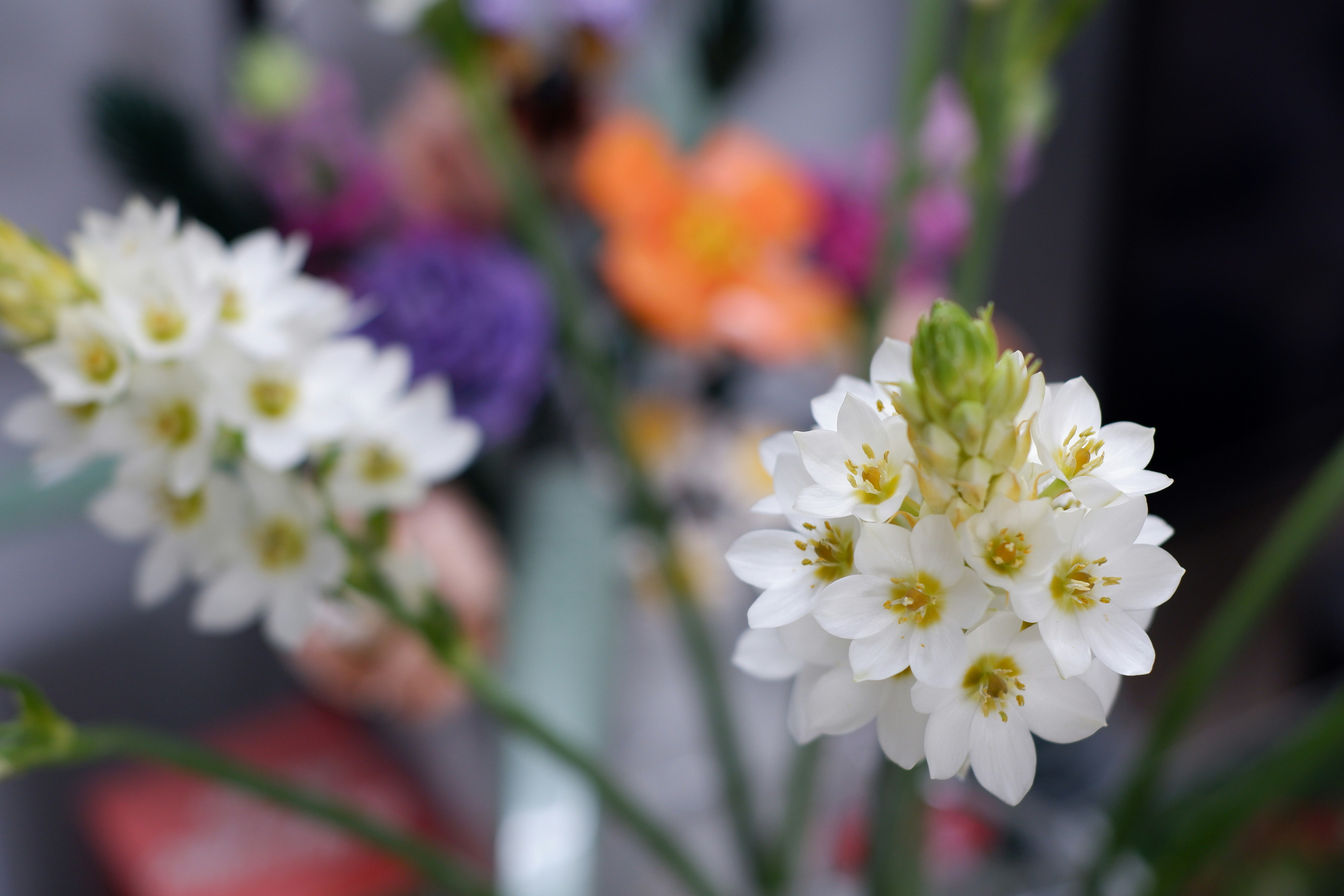 White Florals in Focus: A Delicate Burst of Petals Against a Soft Background