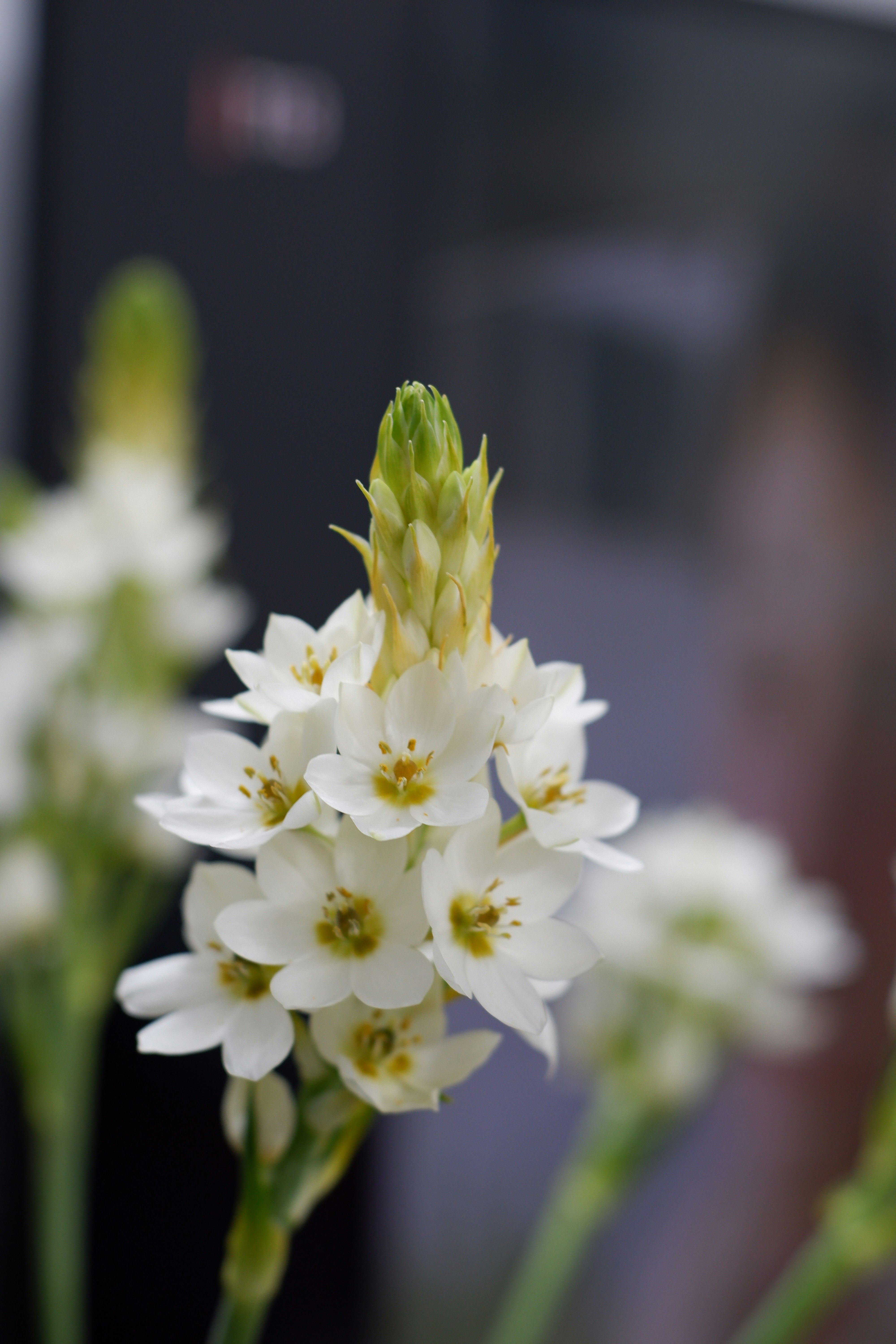 White blossoms in sharp focus against a blurred urban backdrop
