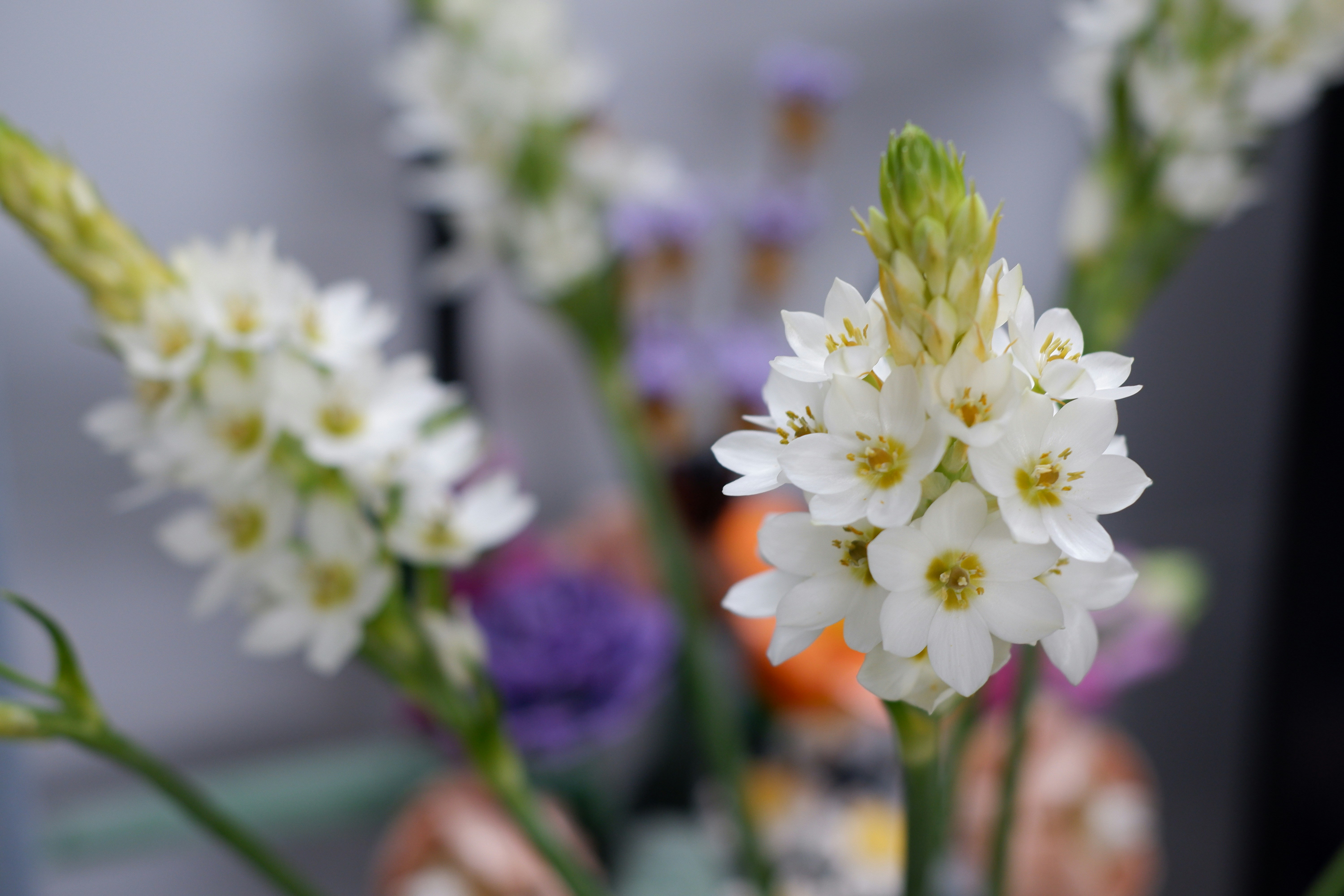 Close-up Bloom: A White Flower Spike Captured in Soft Focus