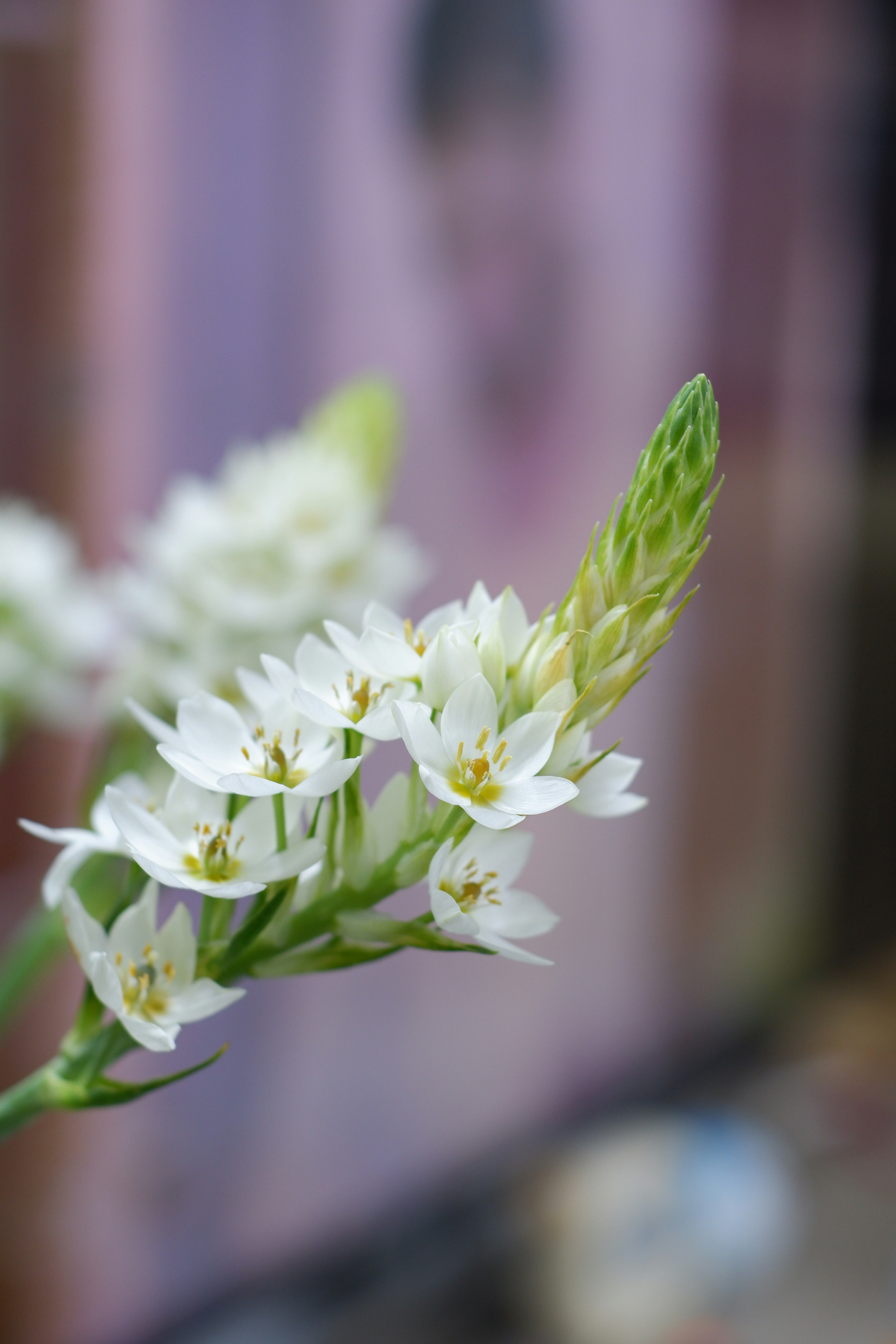 White blossoms reach toward the soft blur of a pink-turnished backdrop