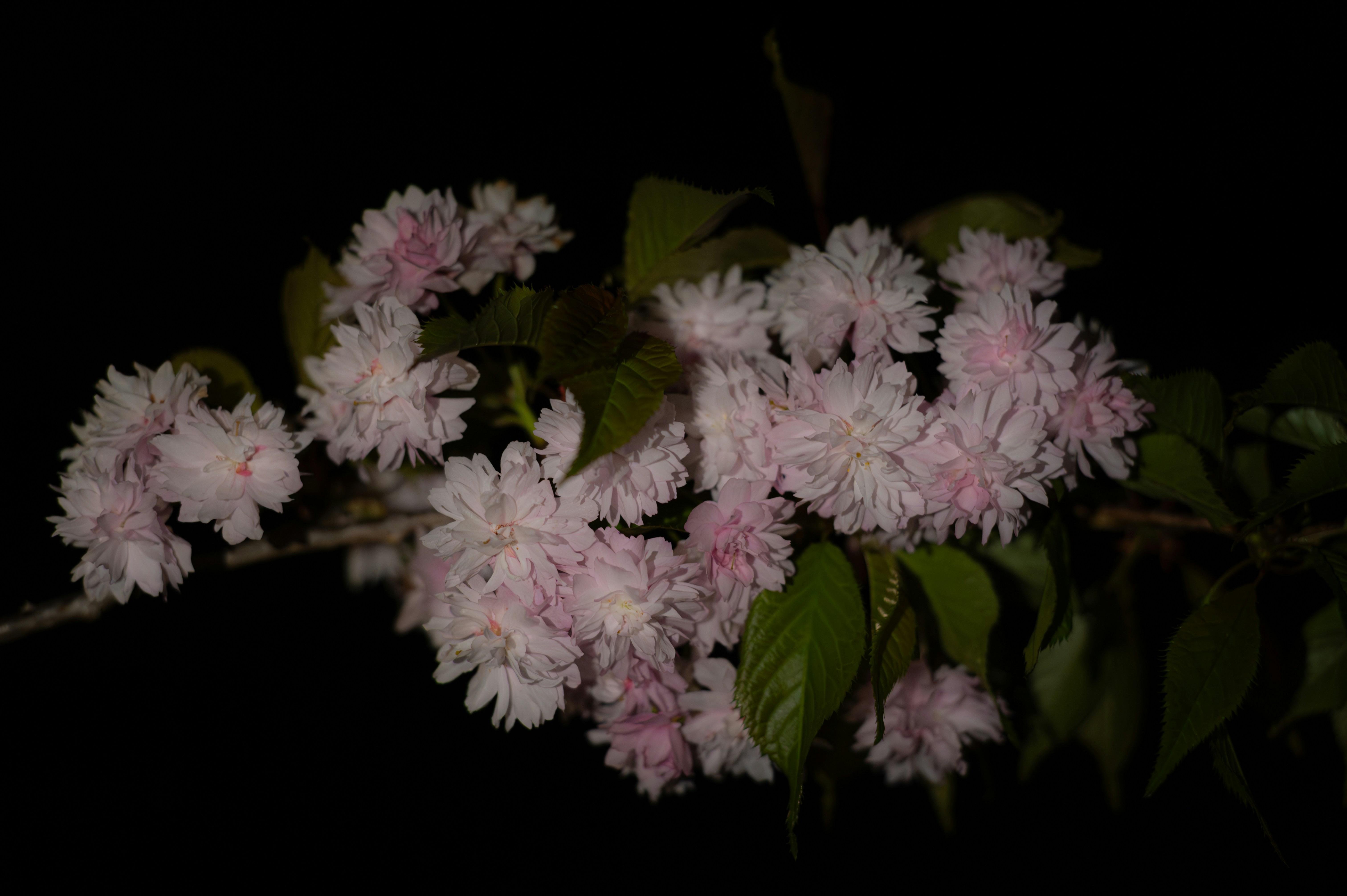 Midnight Cherry Cluster: Soft Petals in Darkness