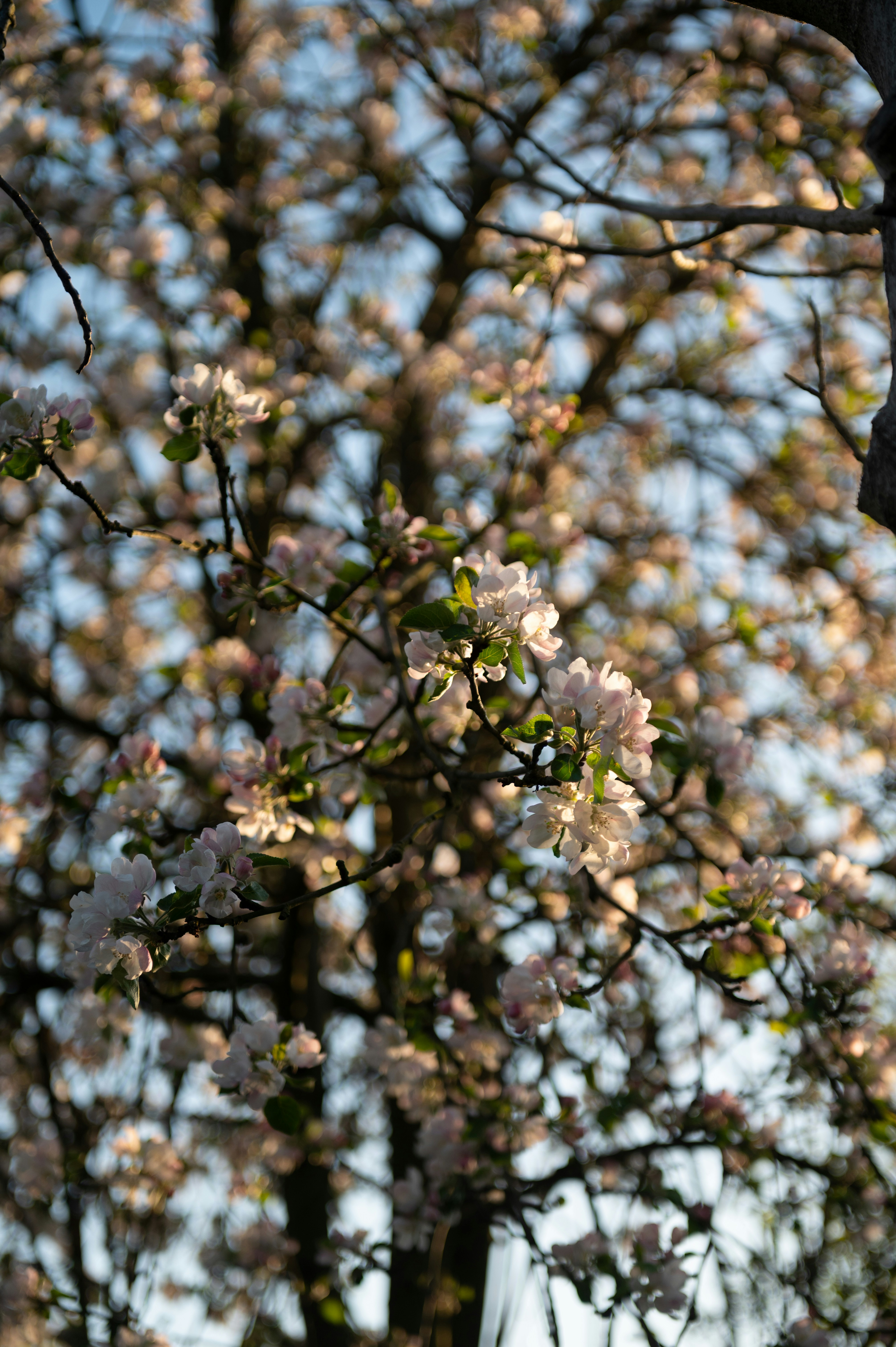 Blossoms in Focus: Friday Afternoon Light on Cherry Branches